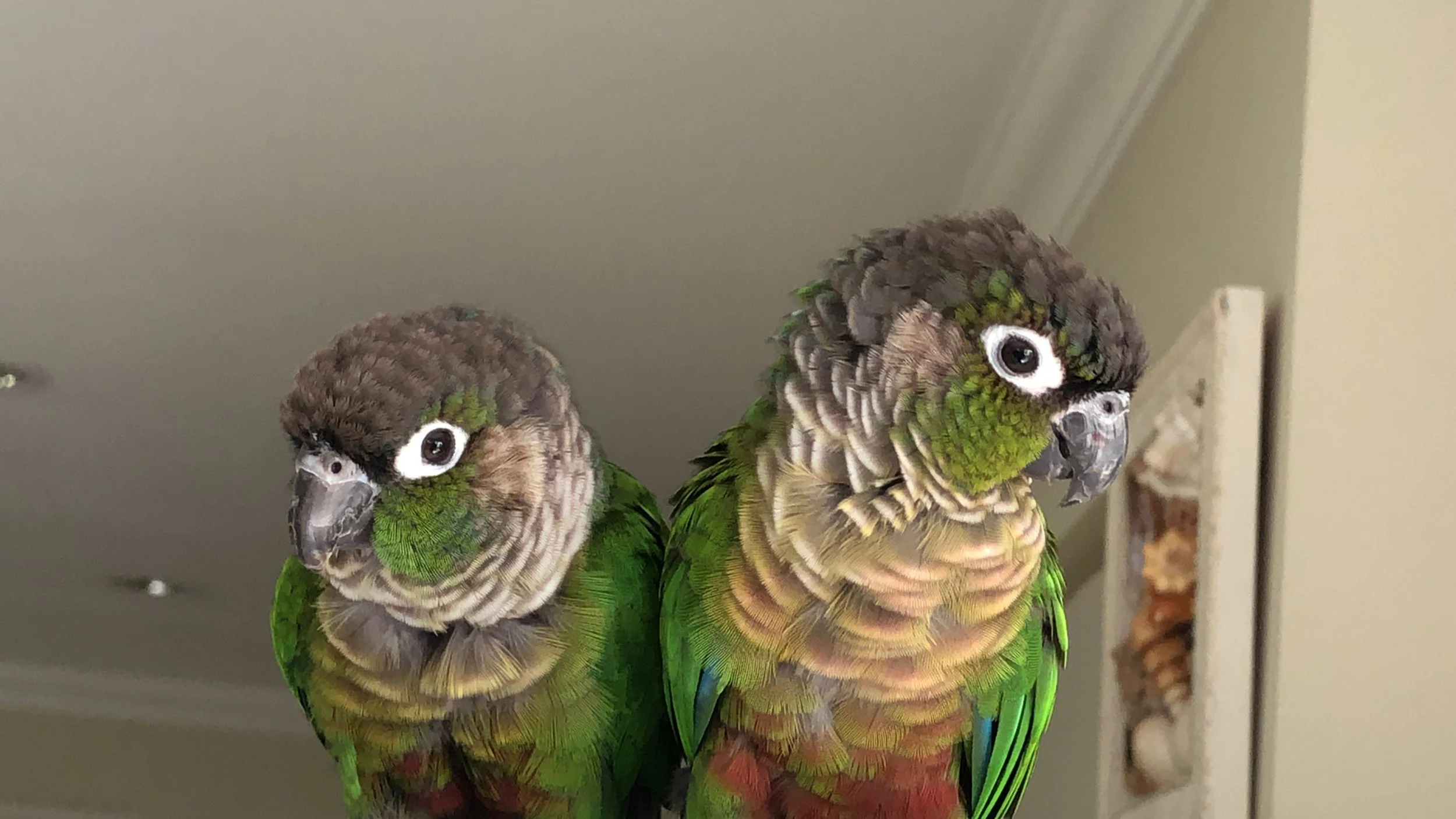 Rescue, Adopt, Foster — Let Companion Birds Fly