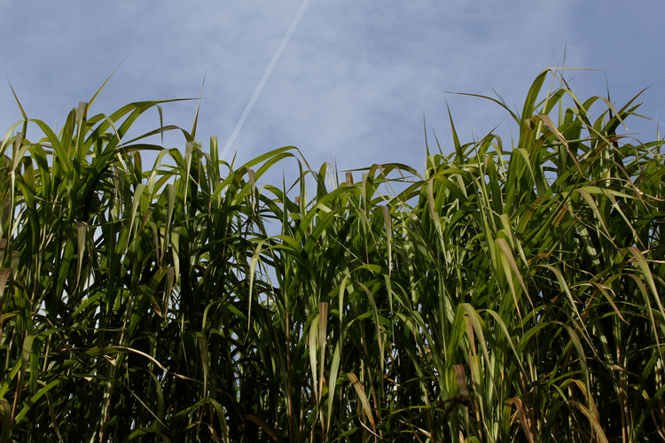 Koop olifantengras het duurzame gewas voor je toekomst – Carbon Grass