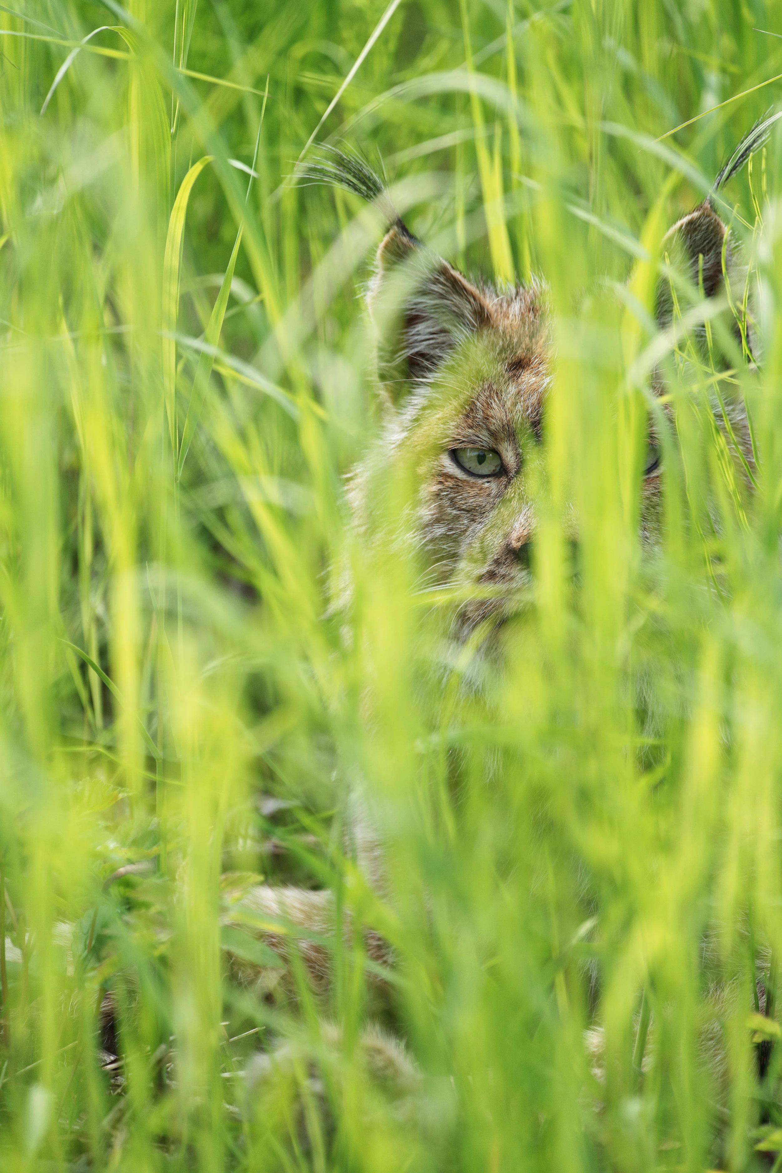 5. Planning Your Carbon Project — First Nations Carbon Toolkit