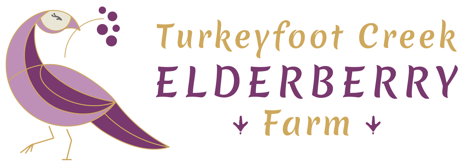 Turkeyfoot Creek Elderberry Farm | Premium America Black Elderberries ...