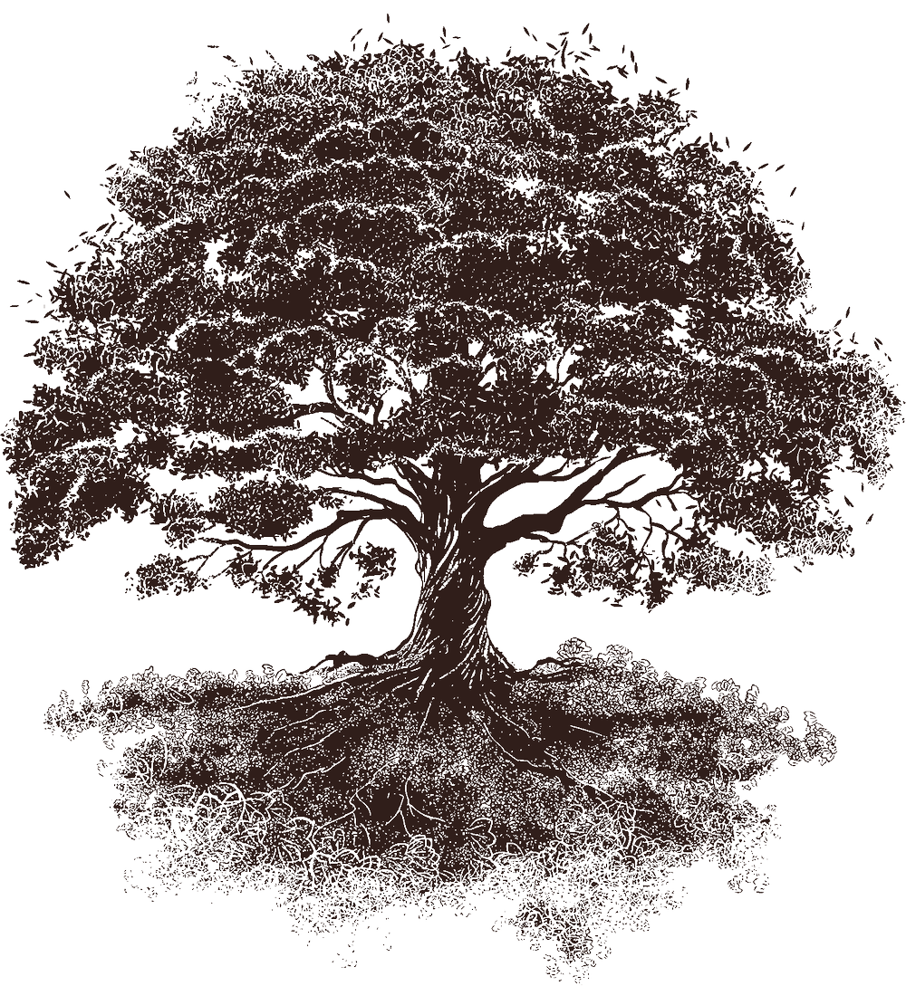 Wolf Tree Programs | Wilderness Skills School in Montague, MA