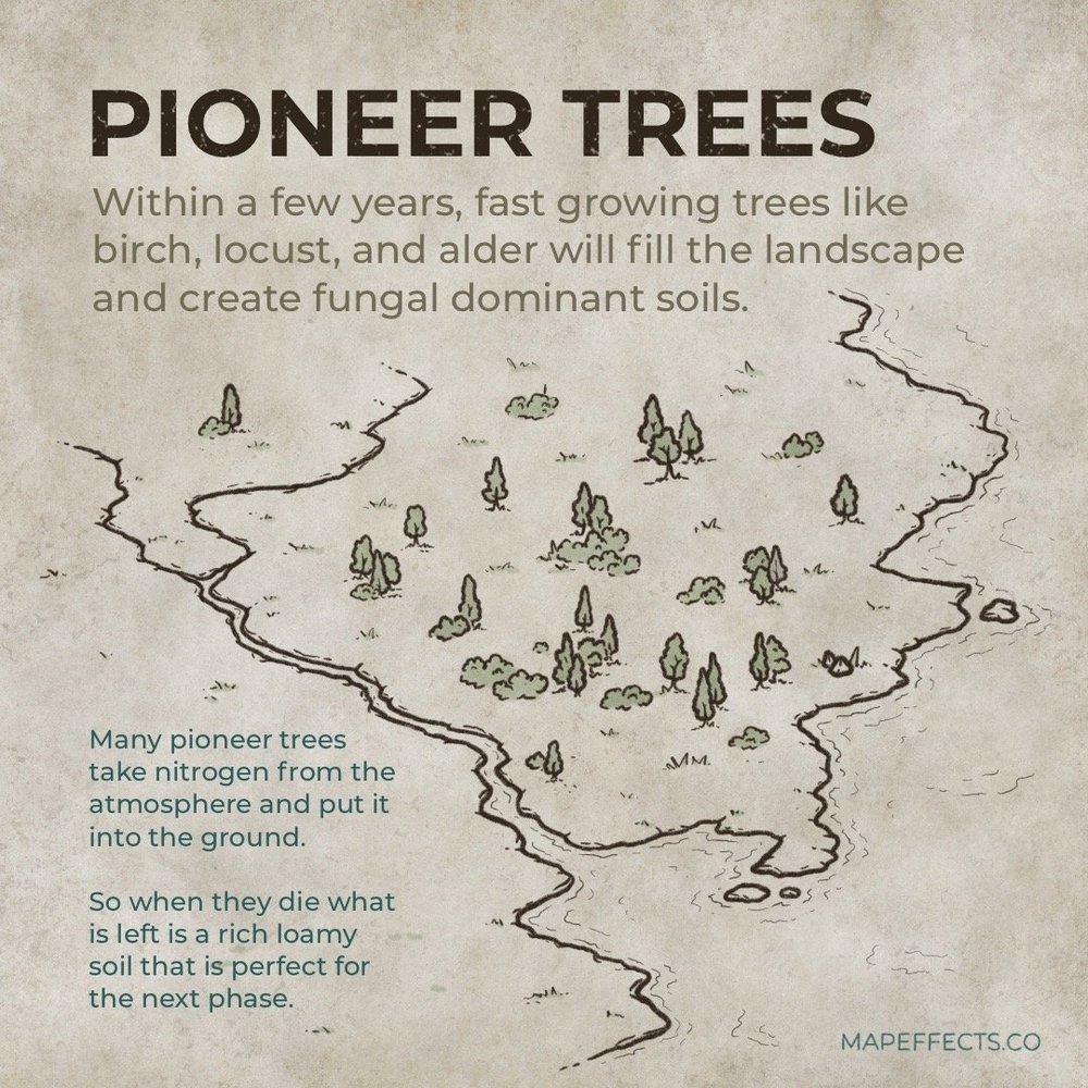 Forests - Where to Place them on Your Fantasy Maps — Map Effects