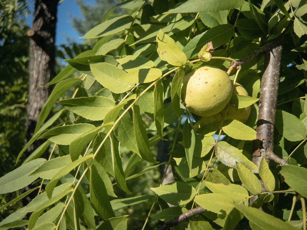 Making Your Own Ink From Walnuts — Map Effects