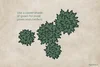 How to Draw Pine Trees - Top-Down Perspective — Map Effects