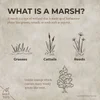 Drawing Marshes on Your Fantasy Maps - Where Do They Form? — Map Effects