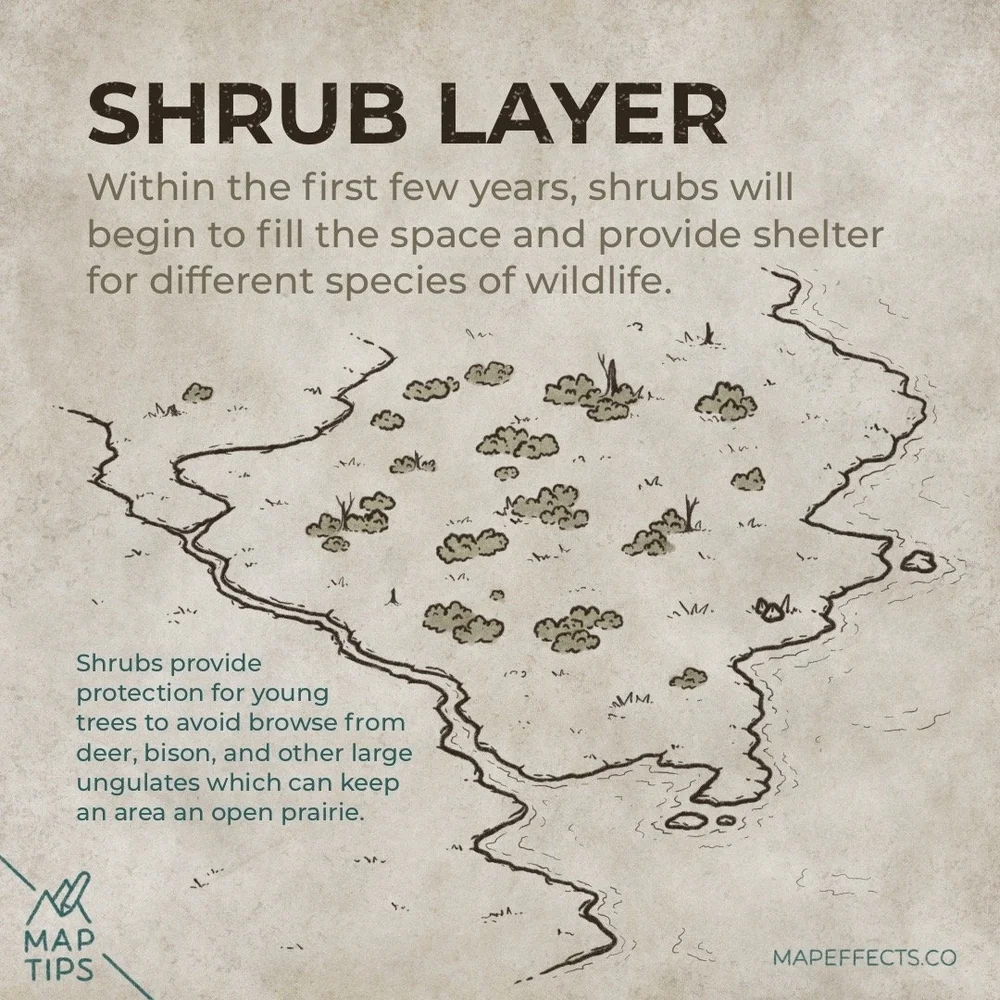 Forests - Where to Place them on Your Fantasy Maps — Map Effects