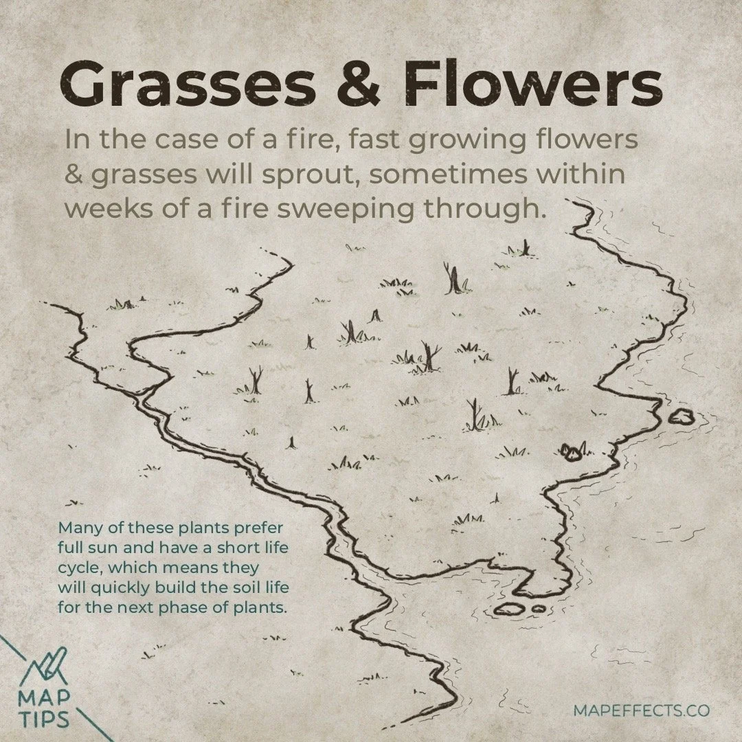 Forests - Where to Place them on Your Fantasy Maps — Map Effects