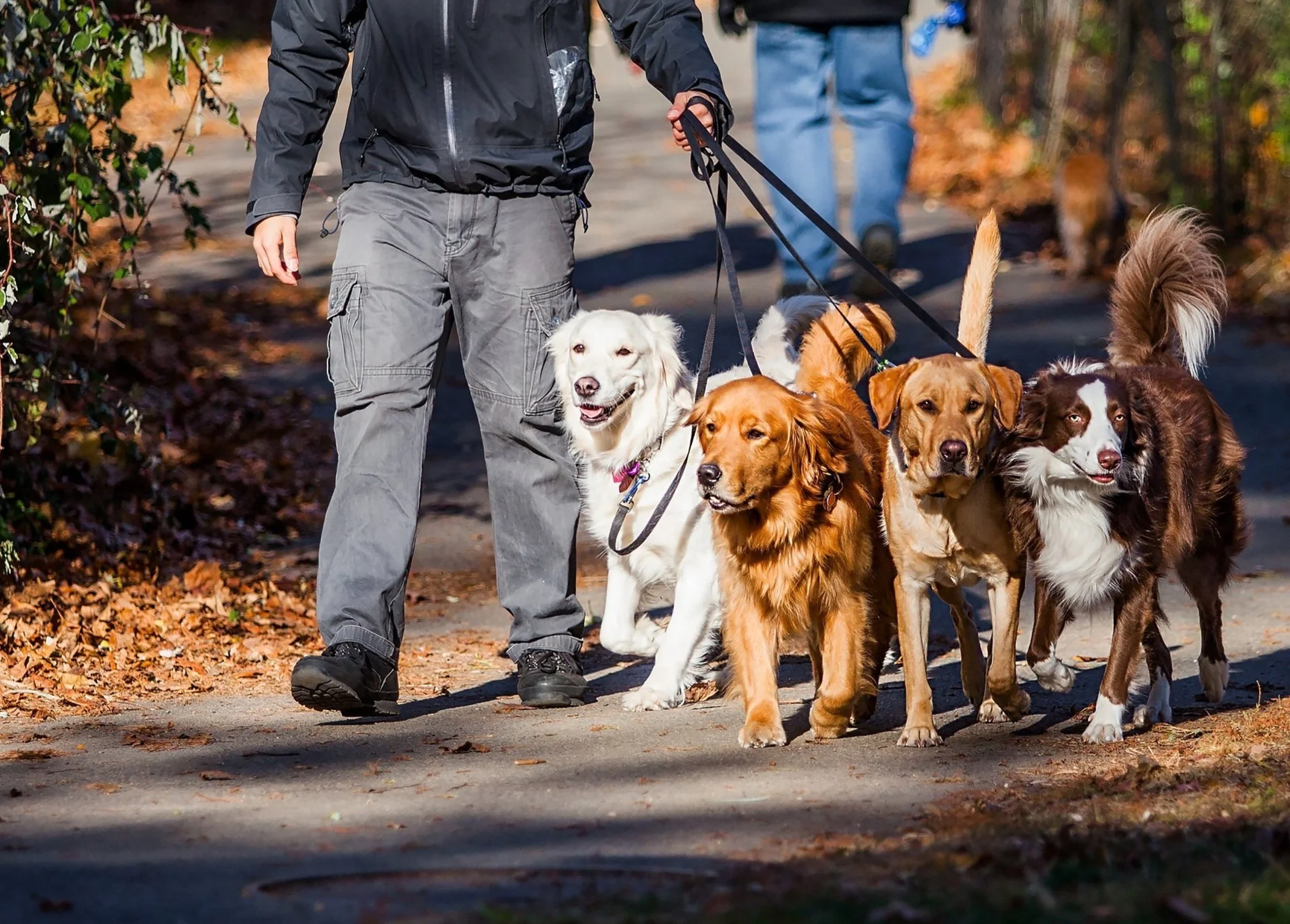 Group Of Dogs Walking