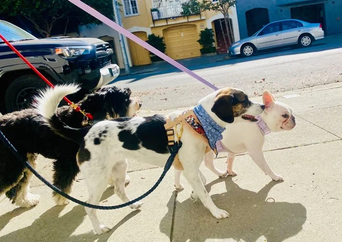 Group Dog Walks in San Francisco — Blue Dog SF