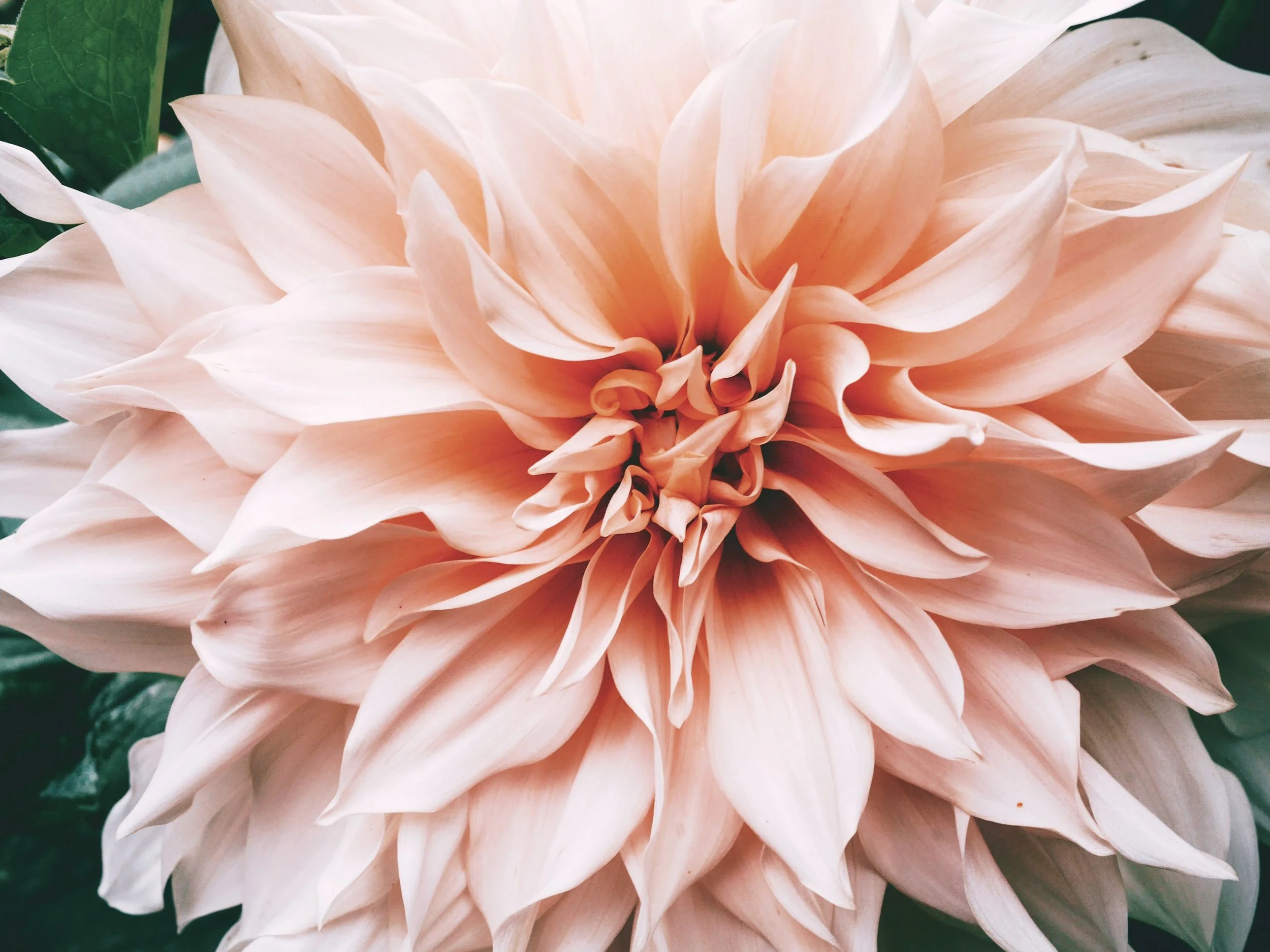 Benjamin Blooms Flower Farm