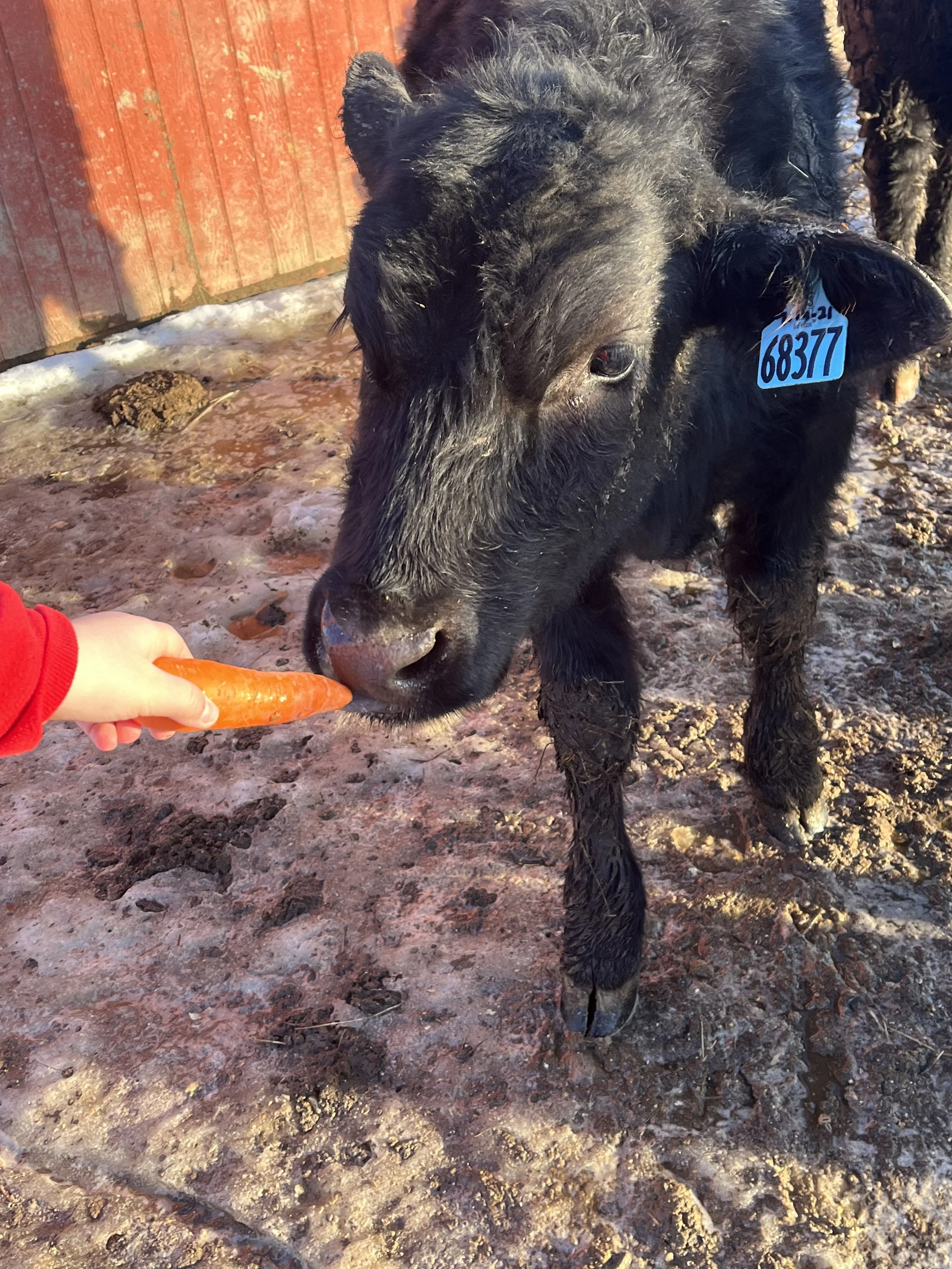 About | Family Owned & Operated — Boal Family Farm