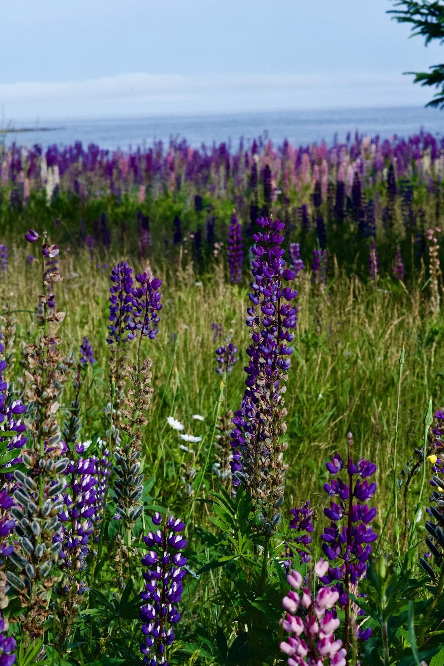 Classes — Schoodic Arts for All