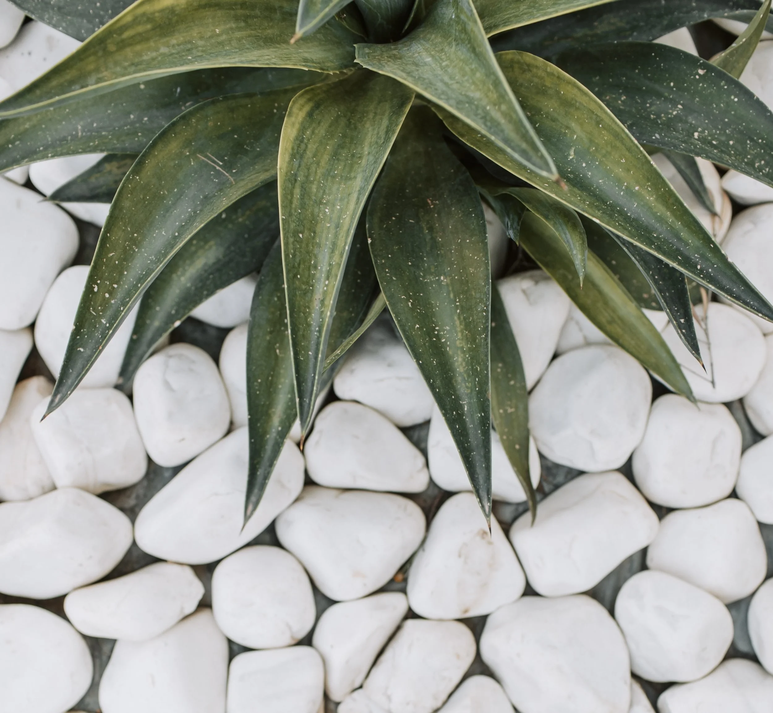 About. — Wellness with Ash Levi