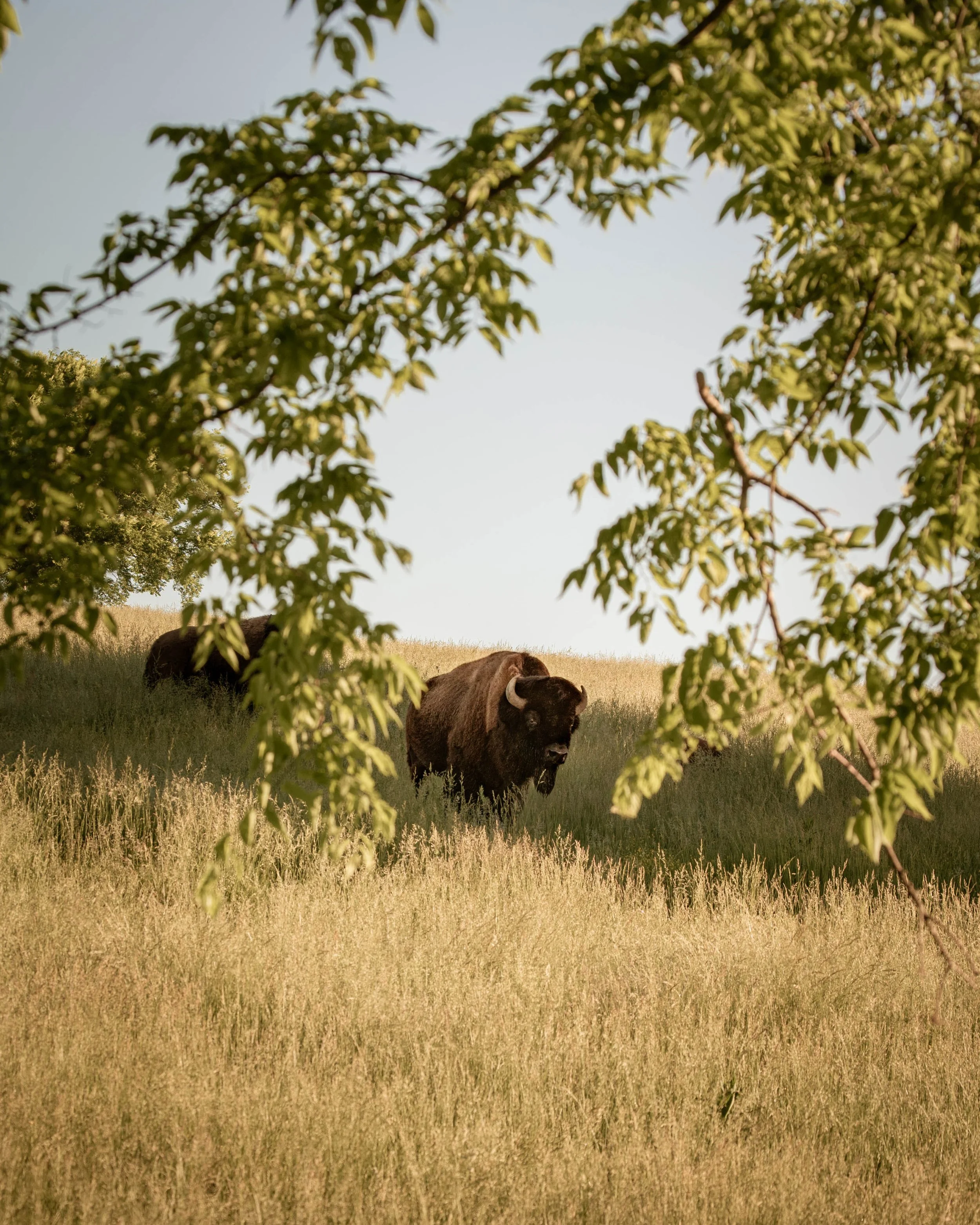 Blog — Bullbourne Ranch