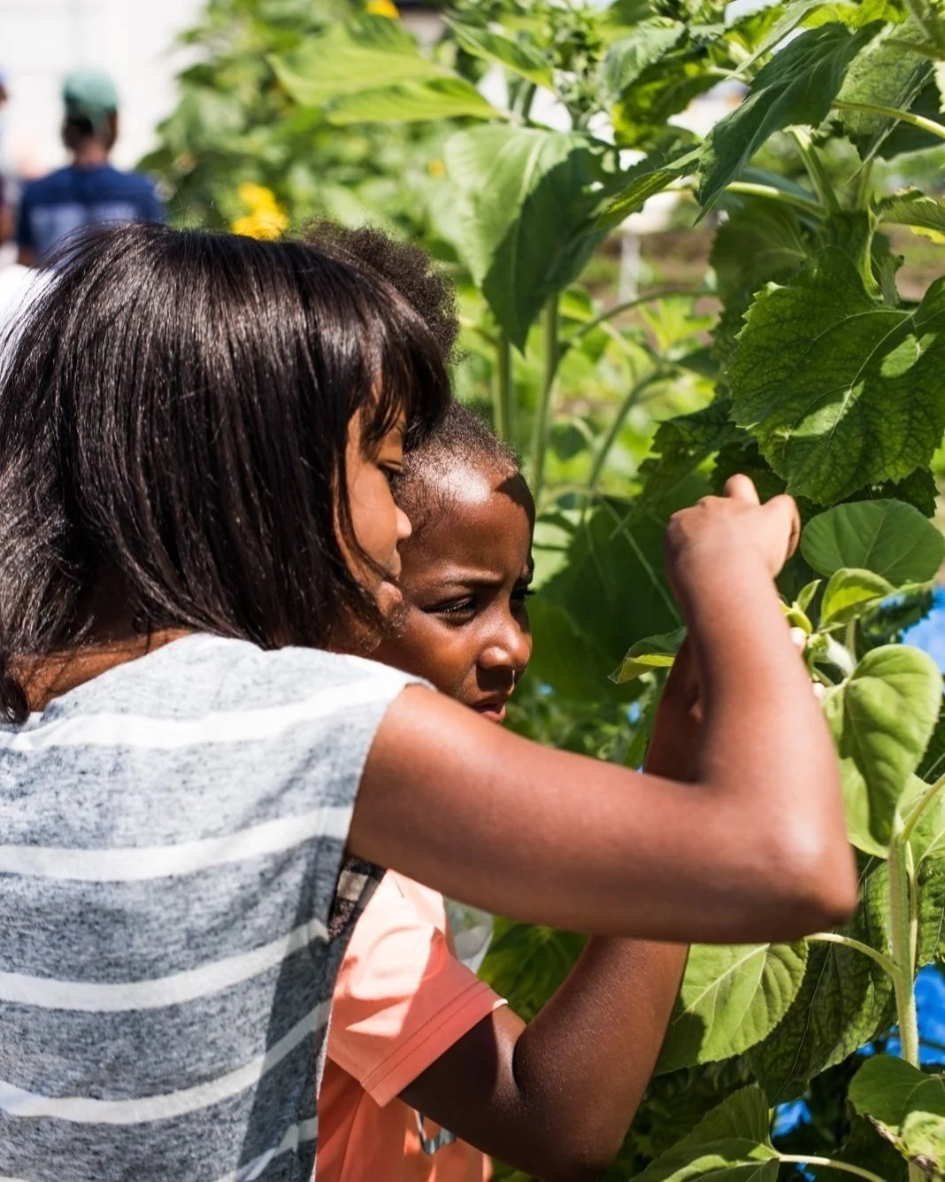 On Farm Field Trip- Rooftop Farm in NYC | City Growers - Urban Farming ...