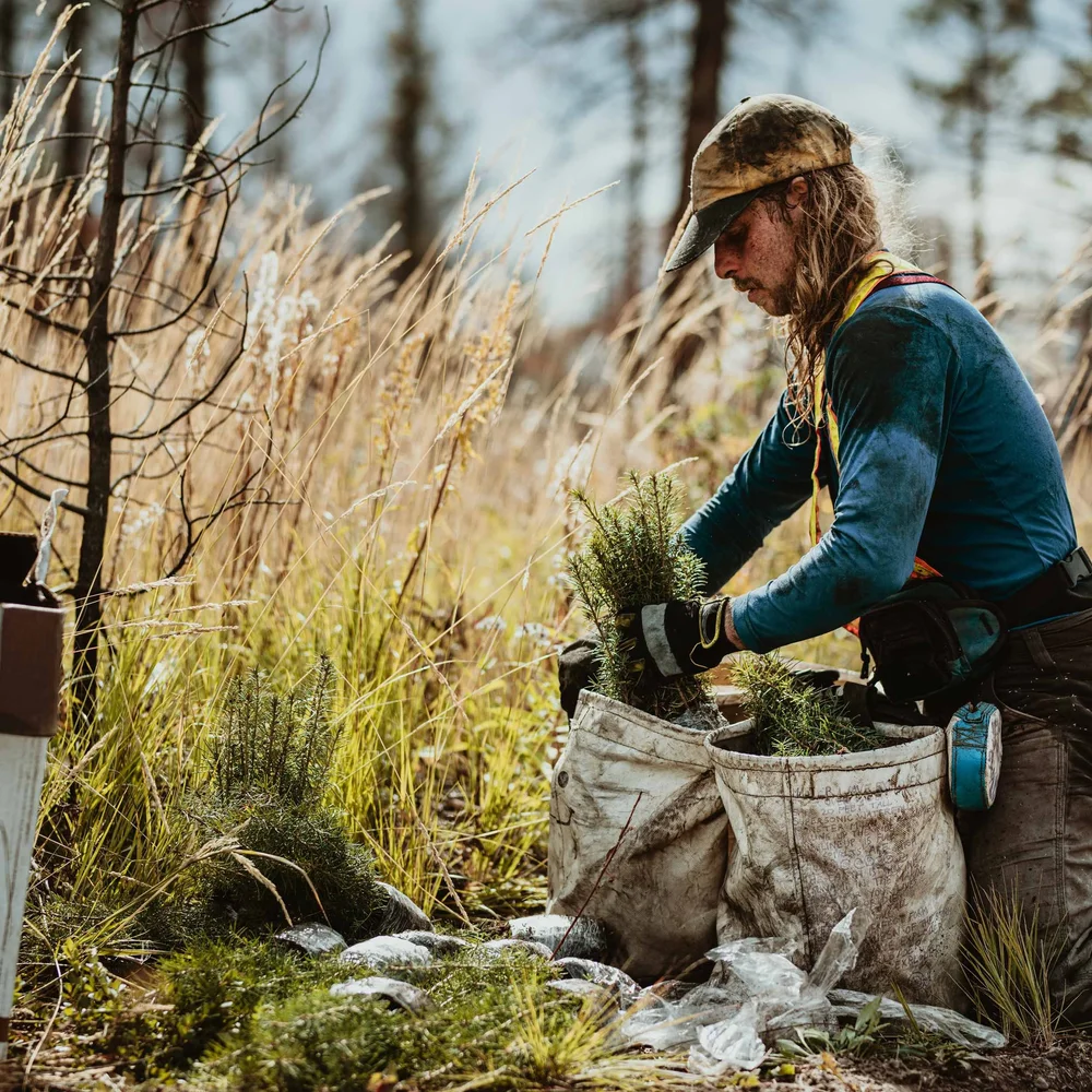 What is FSC Certification and The Future of Sustainable Forestry ...