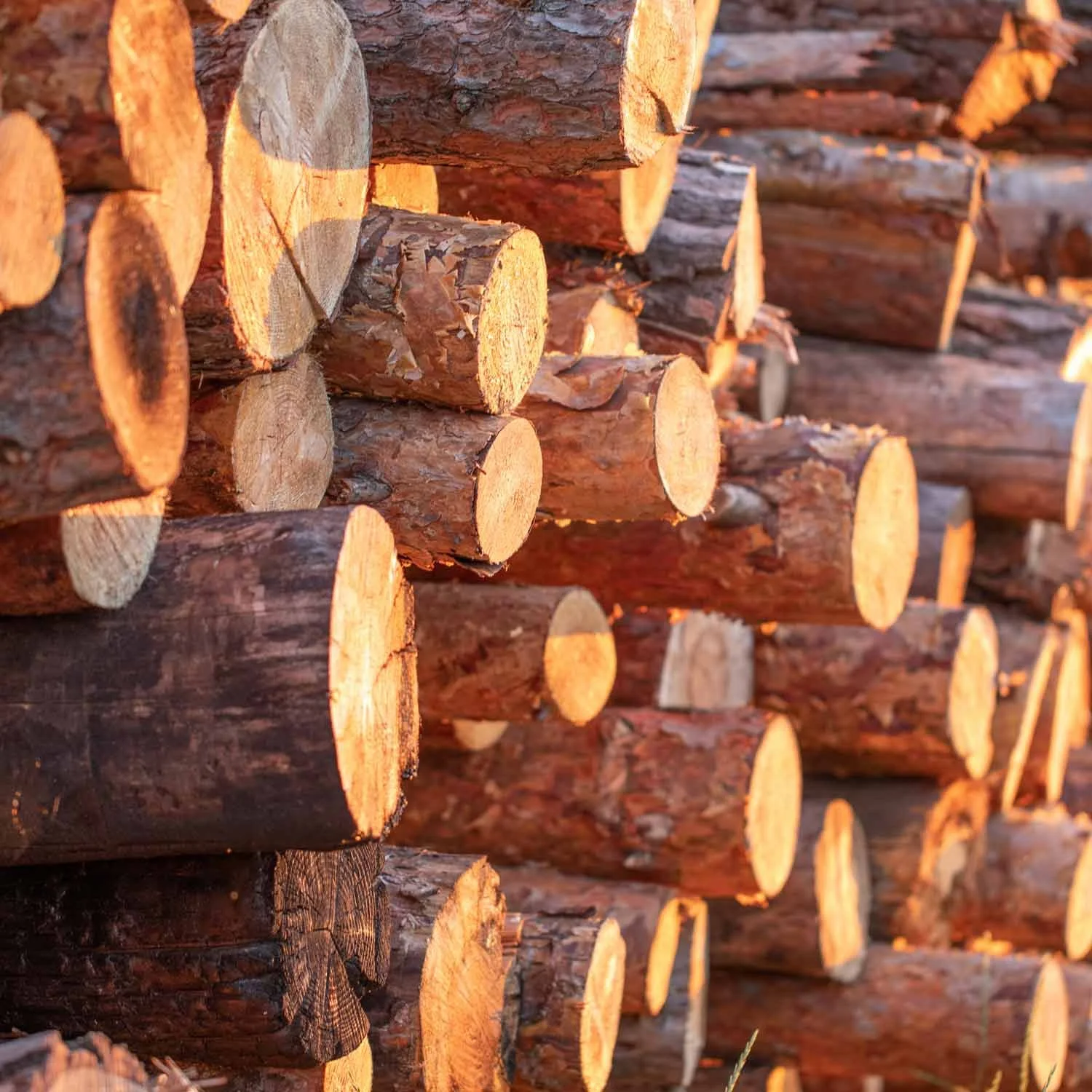 What is FSC Certification and The Future of Sustainable Forestry ...