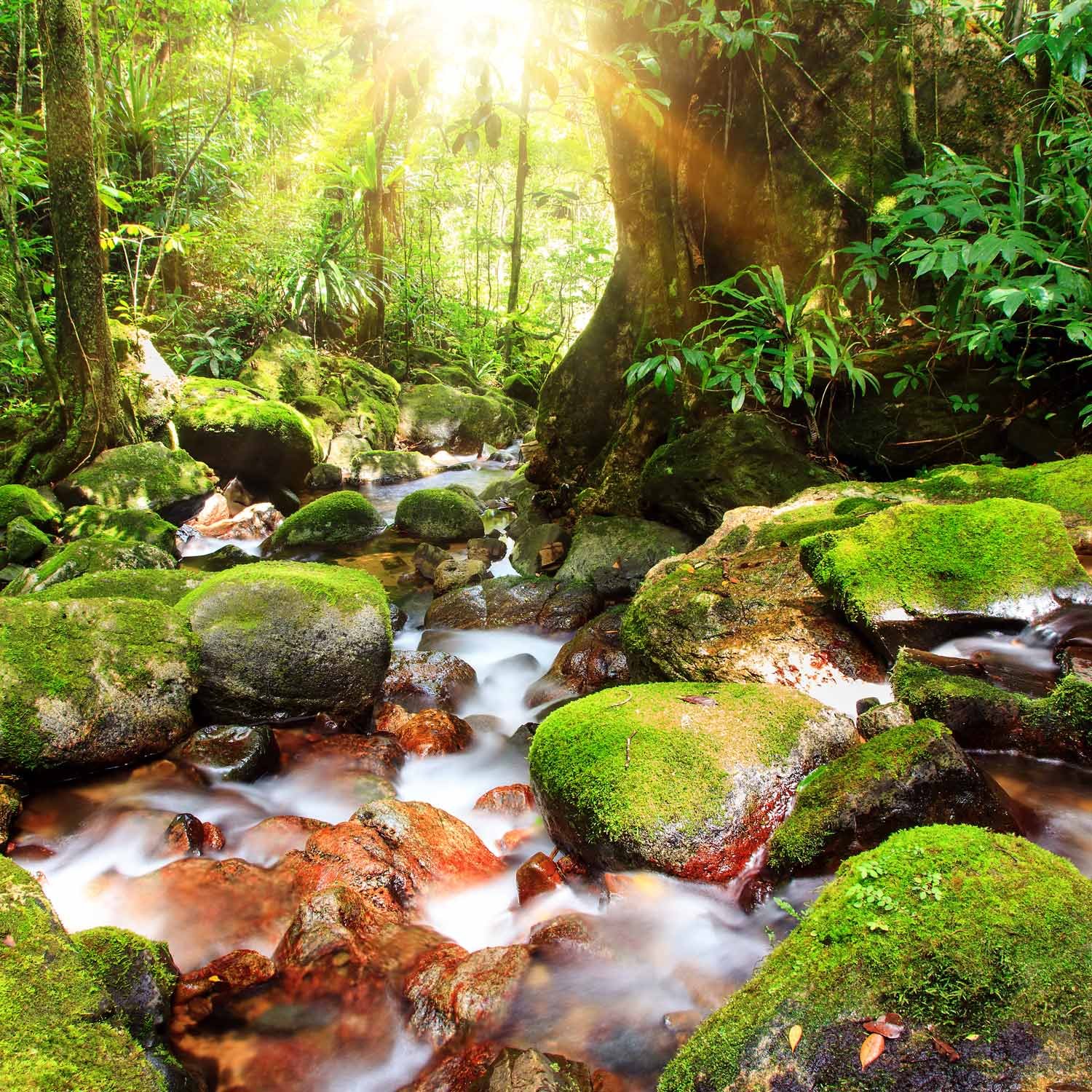 Rainforest Alliance Certification: A Mark of Sustainability and ...