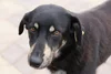 Brucella Canis in Dogs: Essential Guide for Pet Travel to Europe ...
