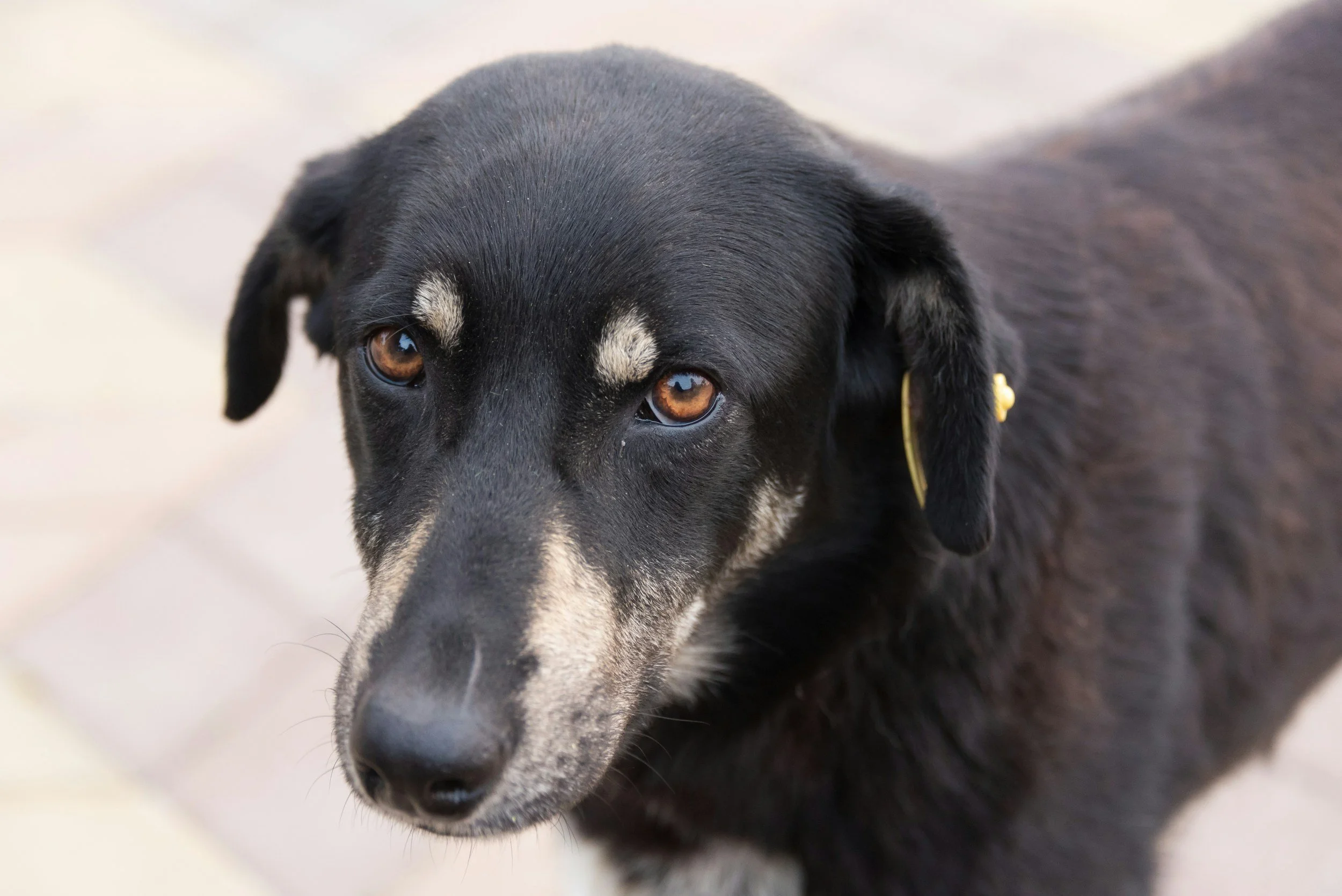 Brucella Canis in Dogs: Essential Guide for Pet Travel to Europe ...
