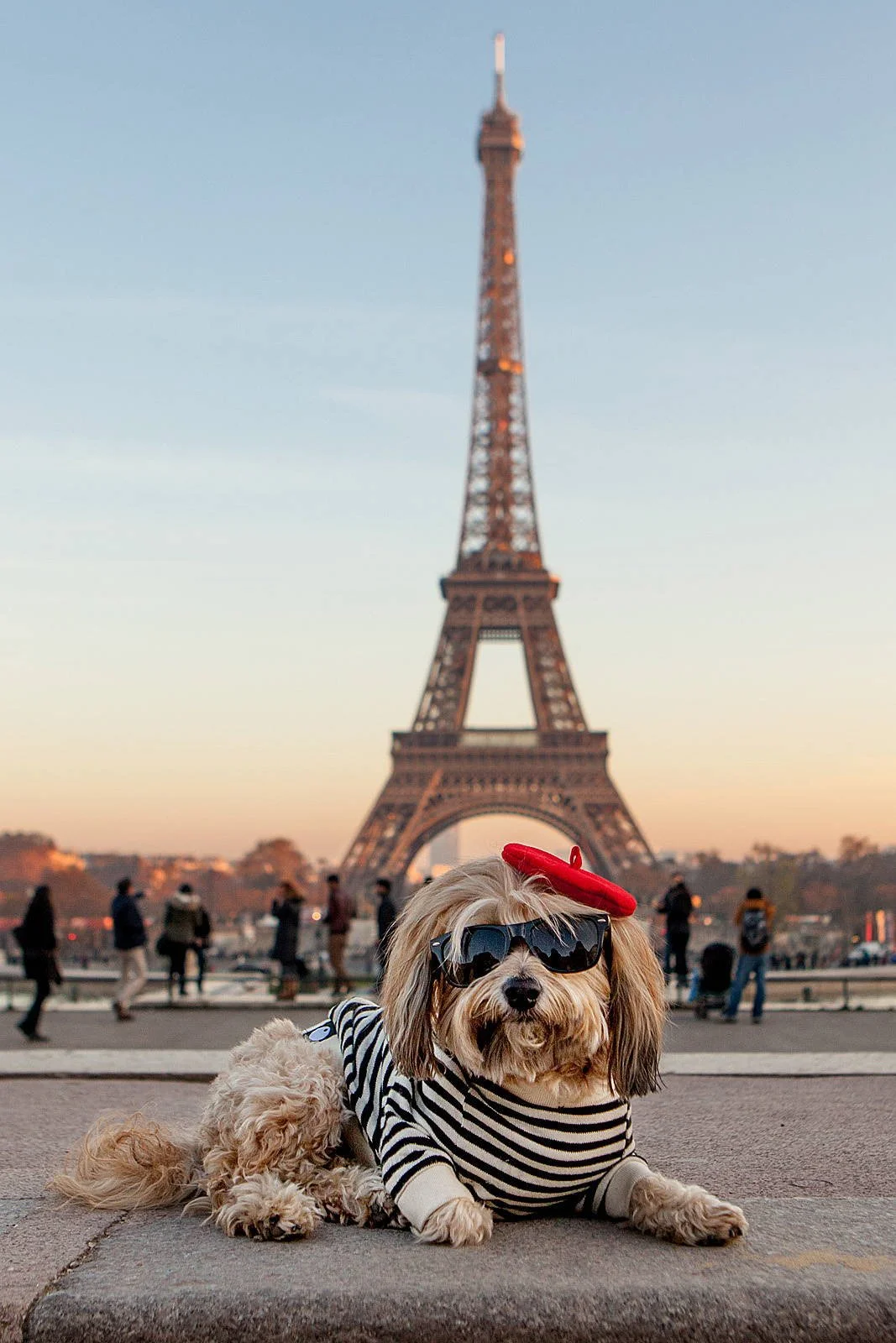 2025 Travel to France with your Dog or Cat: Complete Guide — Animal ...