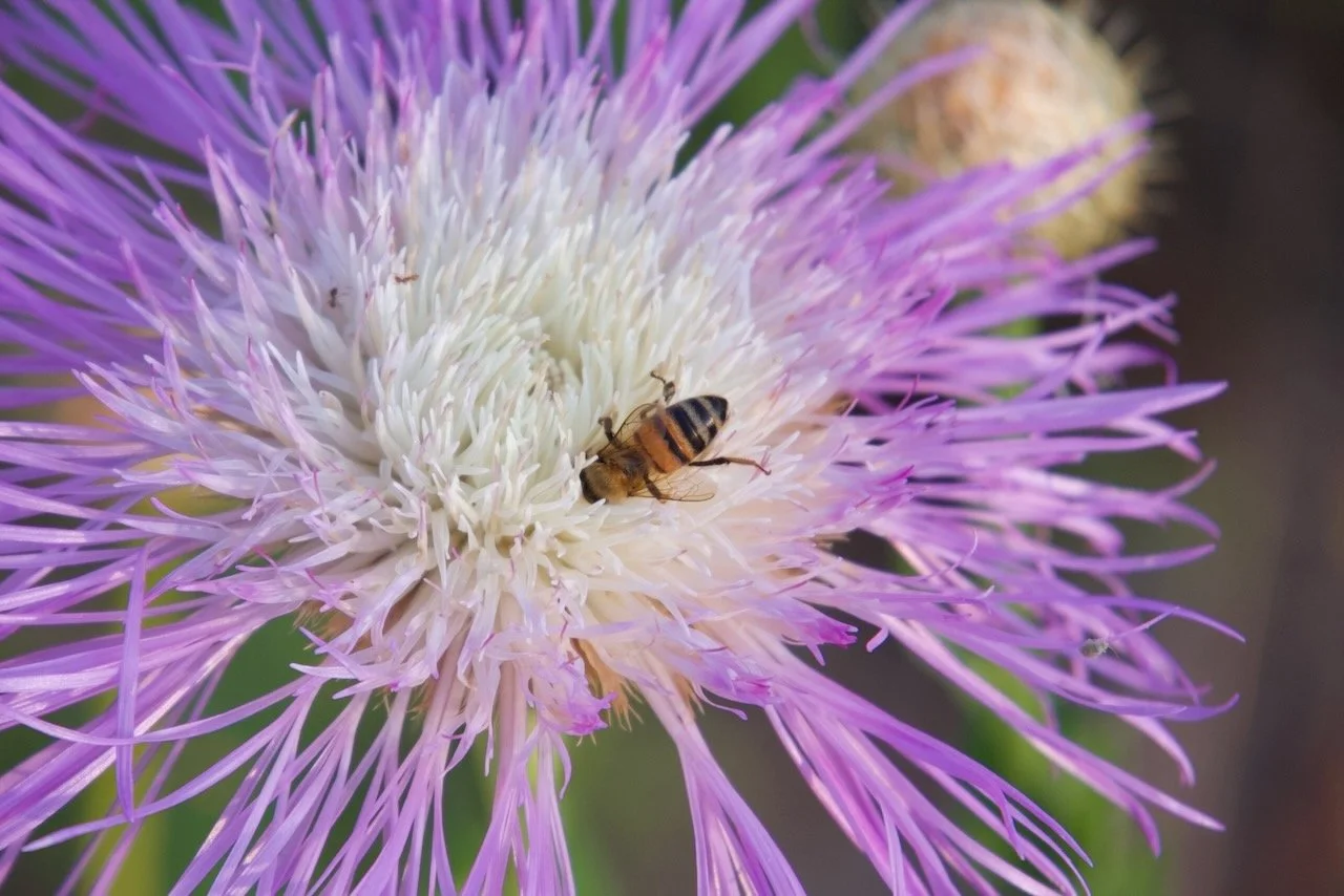 Texas Natural Beekeepers Association