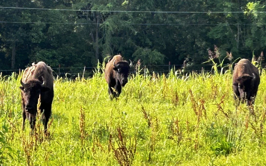 BISON — Bison Berry Farms