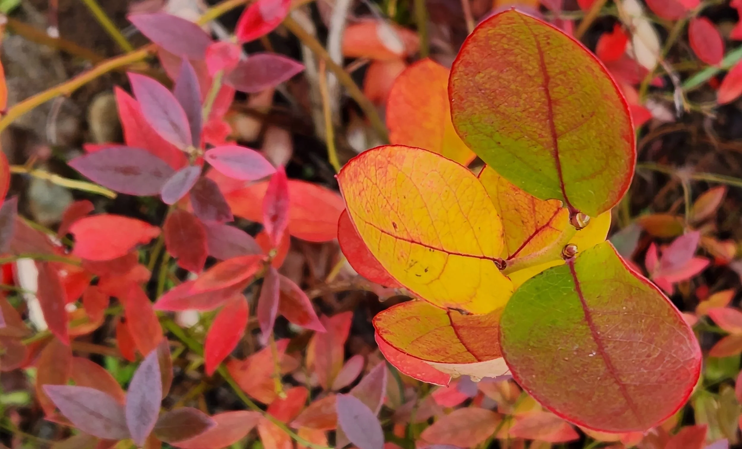 Salix Sea Studio PLLC