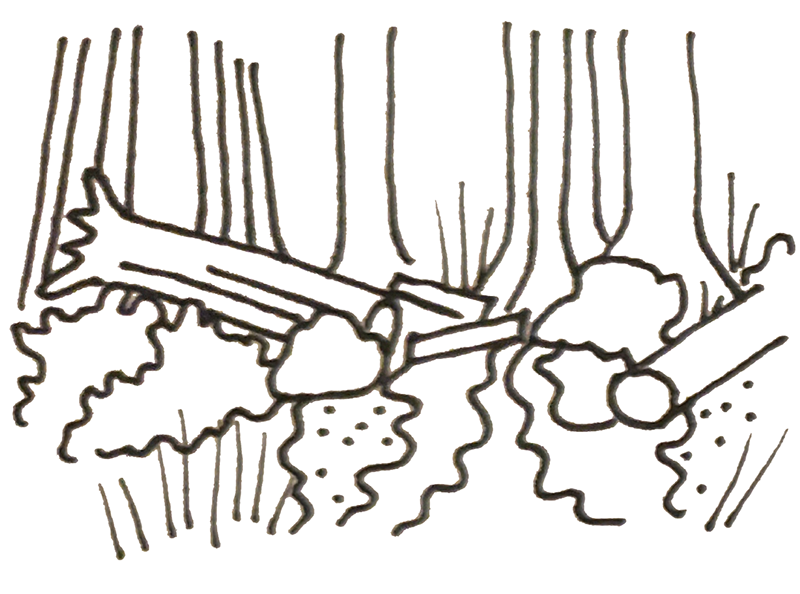 Salix Sea Studio PLLC