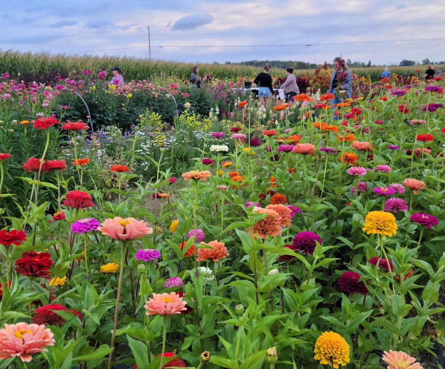 Pearl Oaks Flower Farm