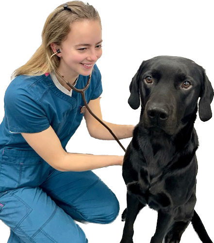 Archway Veterinary Practice