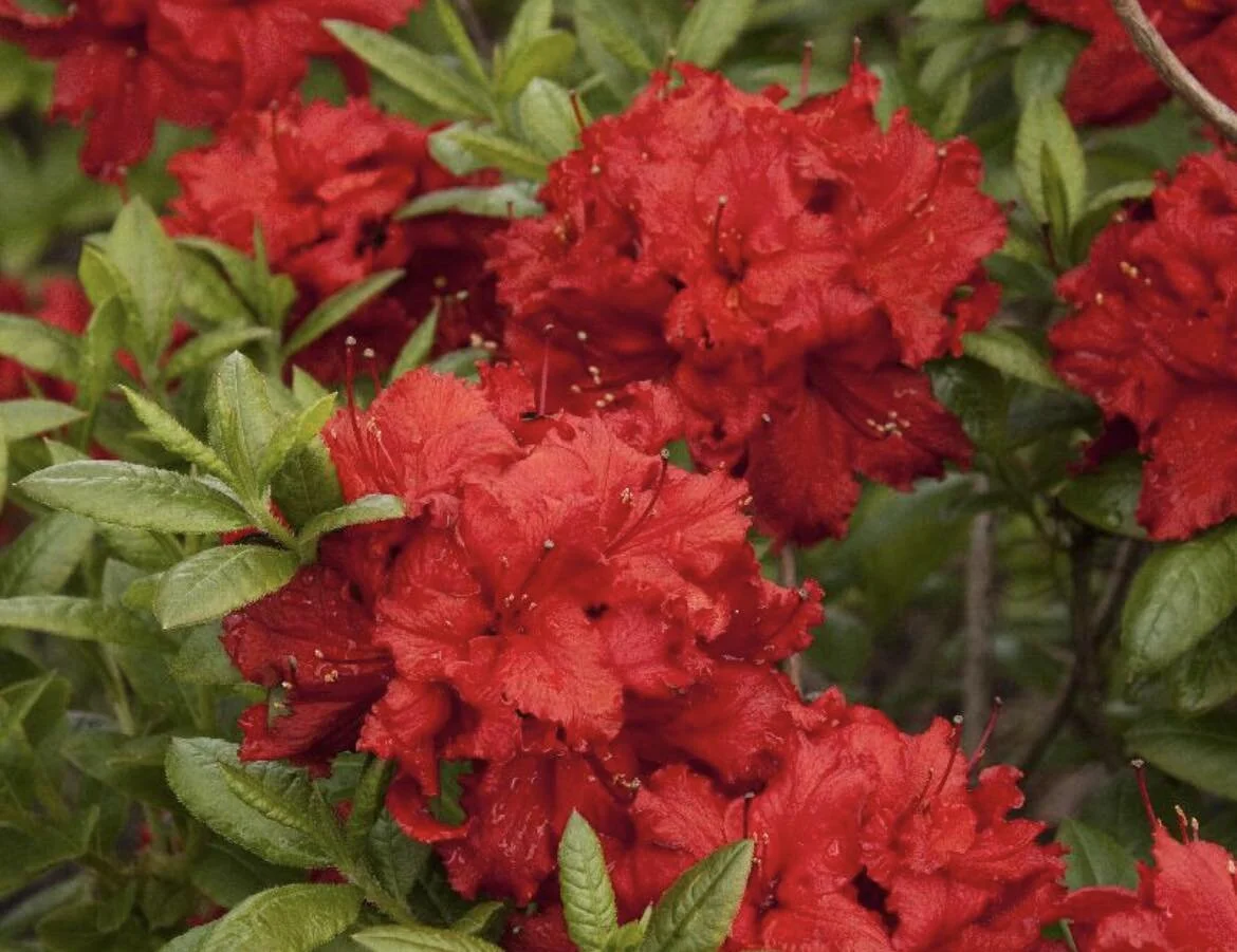 Easy Growing — The Apple House