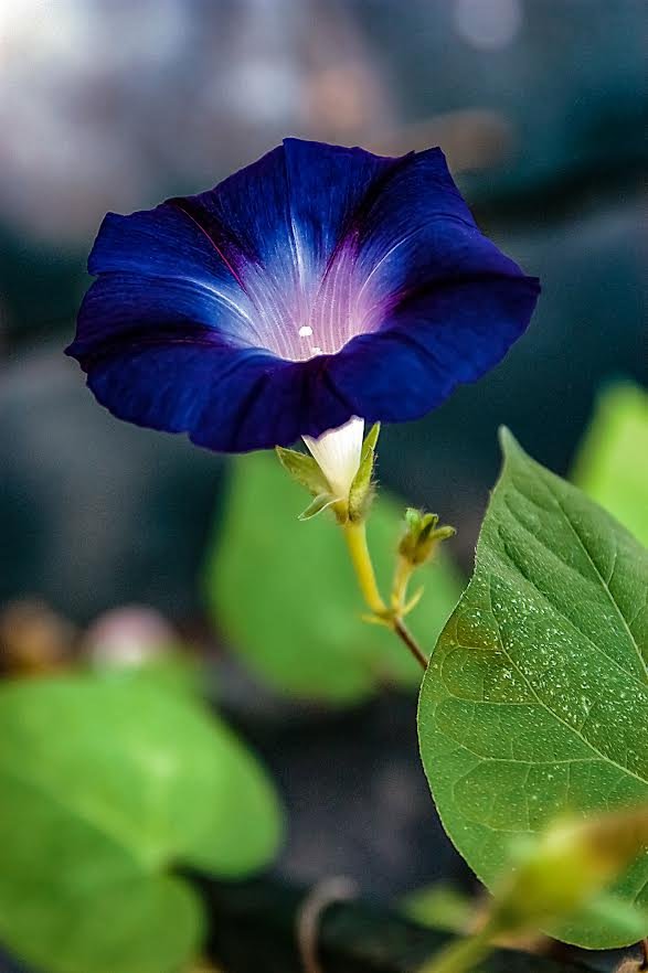 BWAC Member Spotlight — Brooklyn Waterfront Artists Coalition