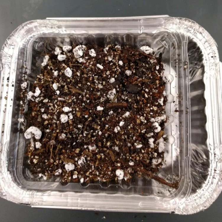 Products | Living Microgreens — Solrig Farm