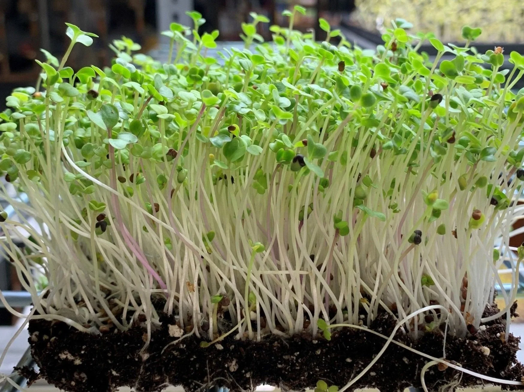 Products | Living Microgreens — Solrig Farm