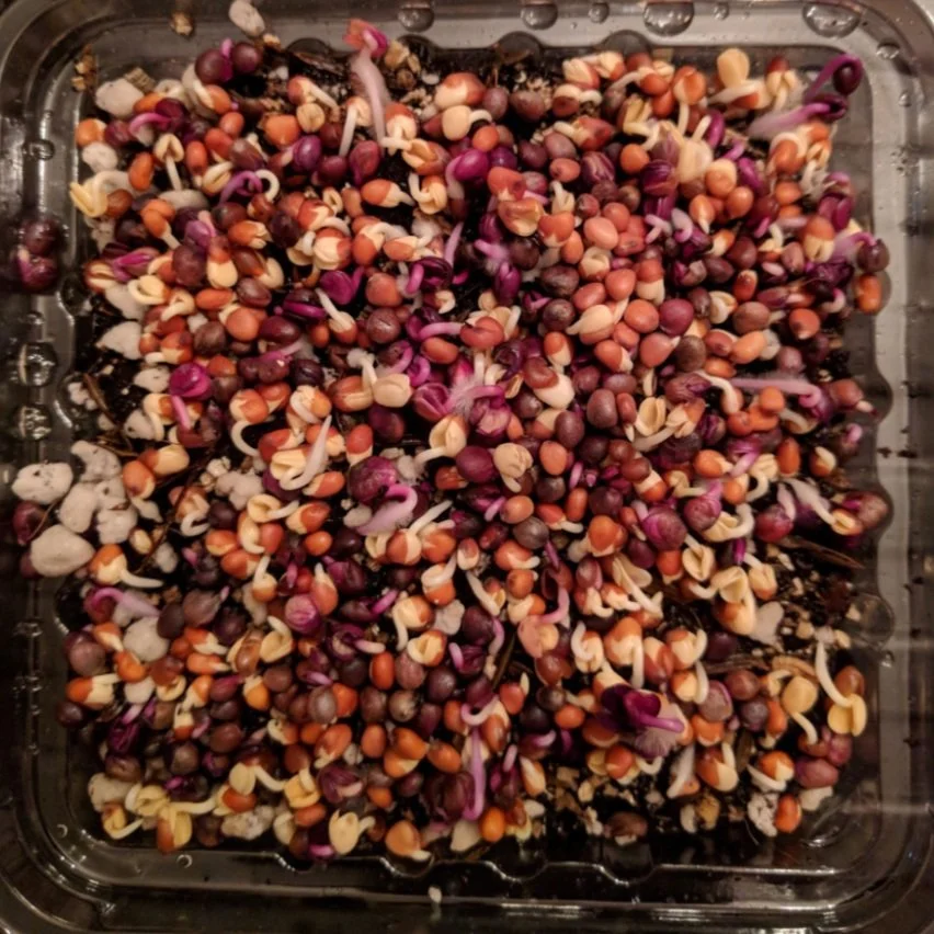 Products | Living Microgreens — Solrig Farm