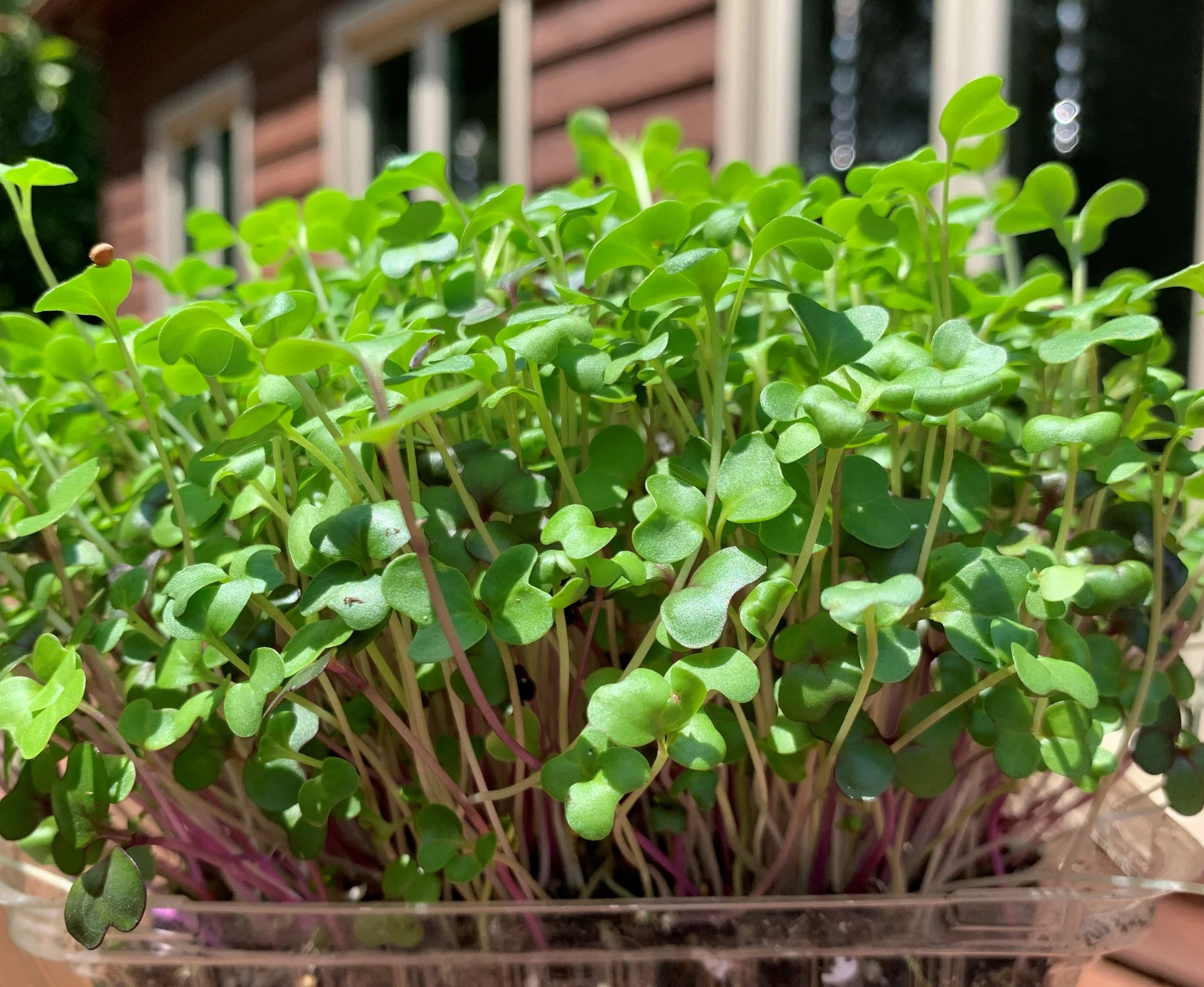 Products | Living Microgreens — Solrig Farm