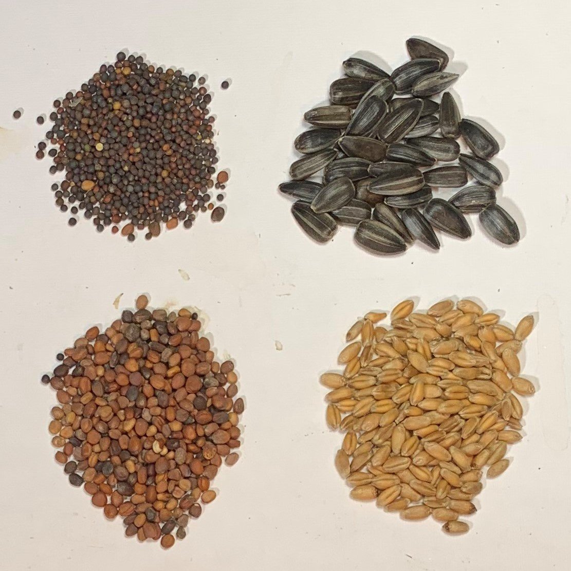 Production Process — Solrig Farm