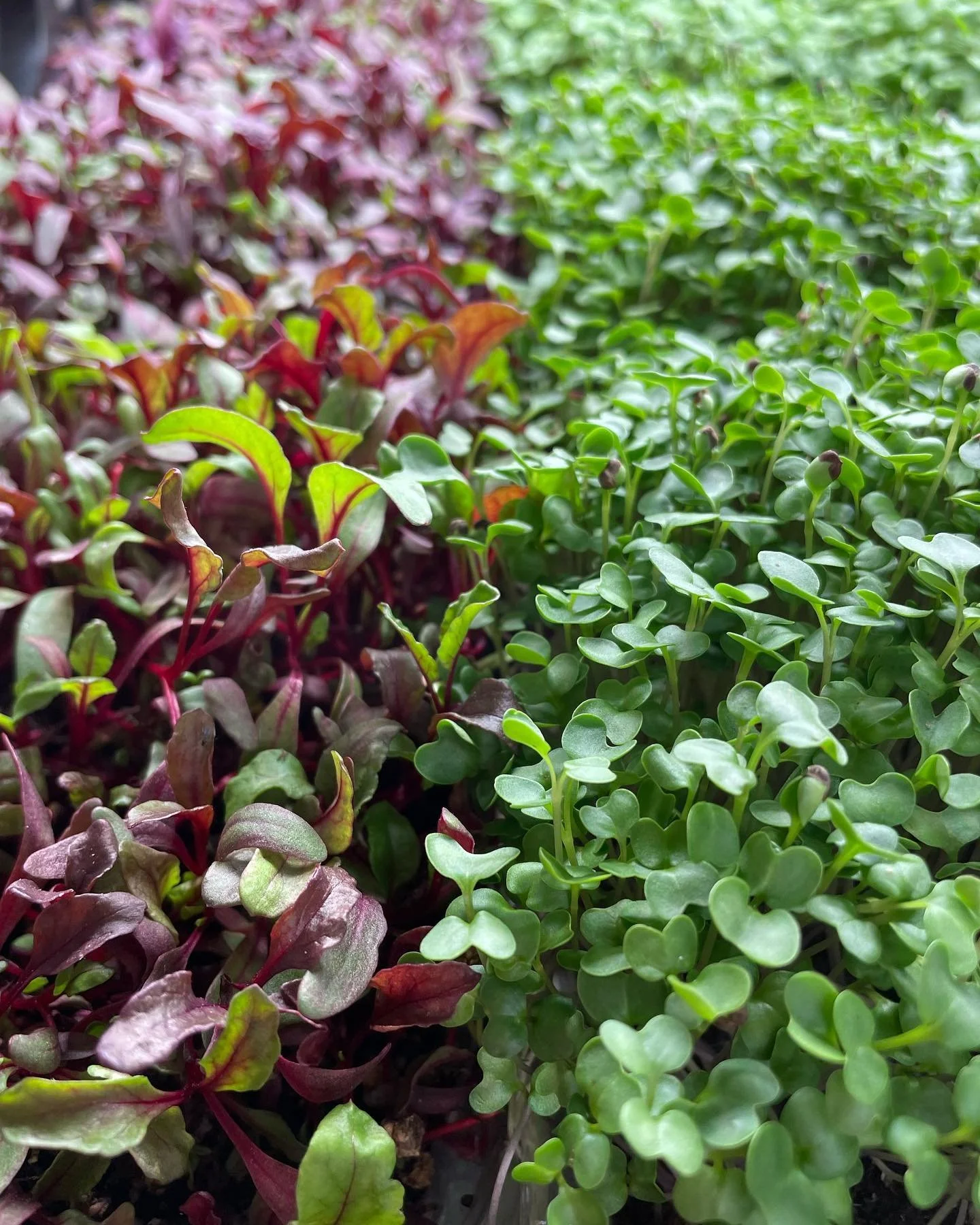 Products | Living Microgreens — Solrig Farm