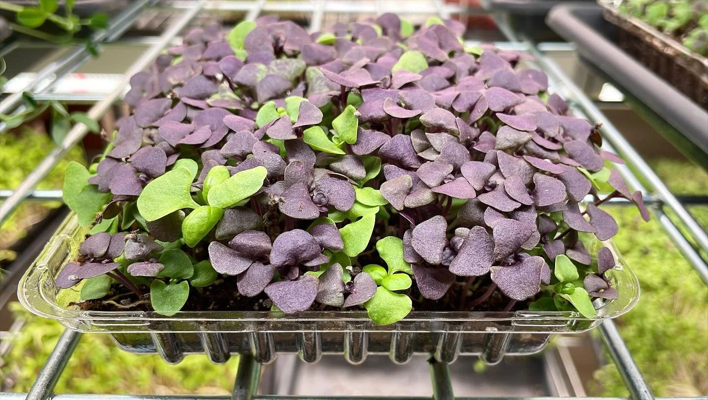 Education — Solrig Farm