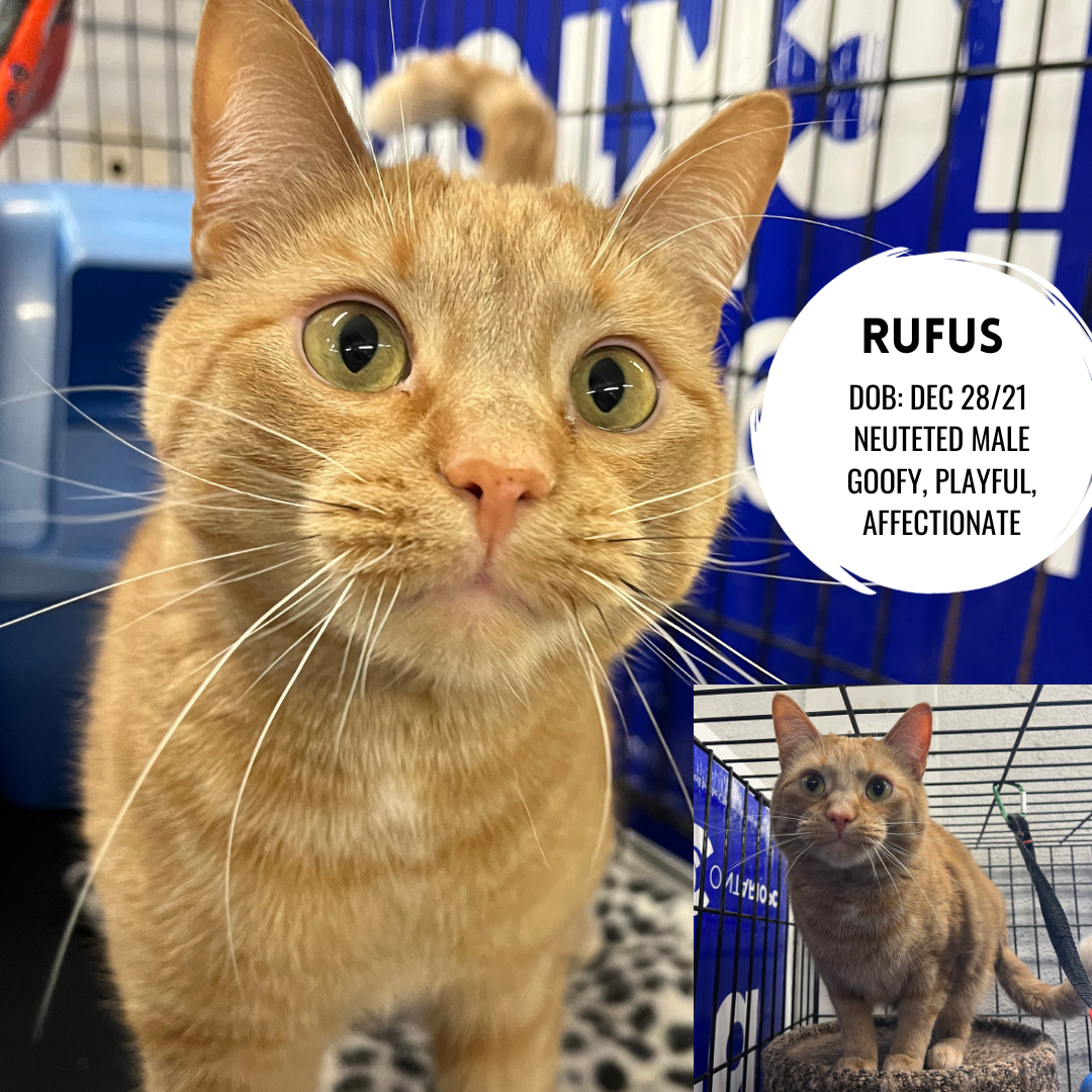 Our Cats — Kenora Cat Shelter