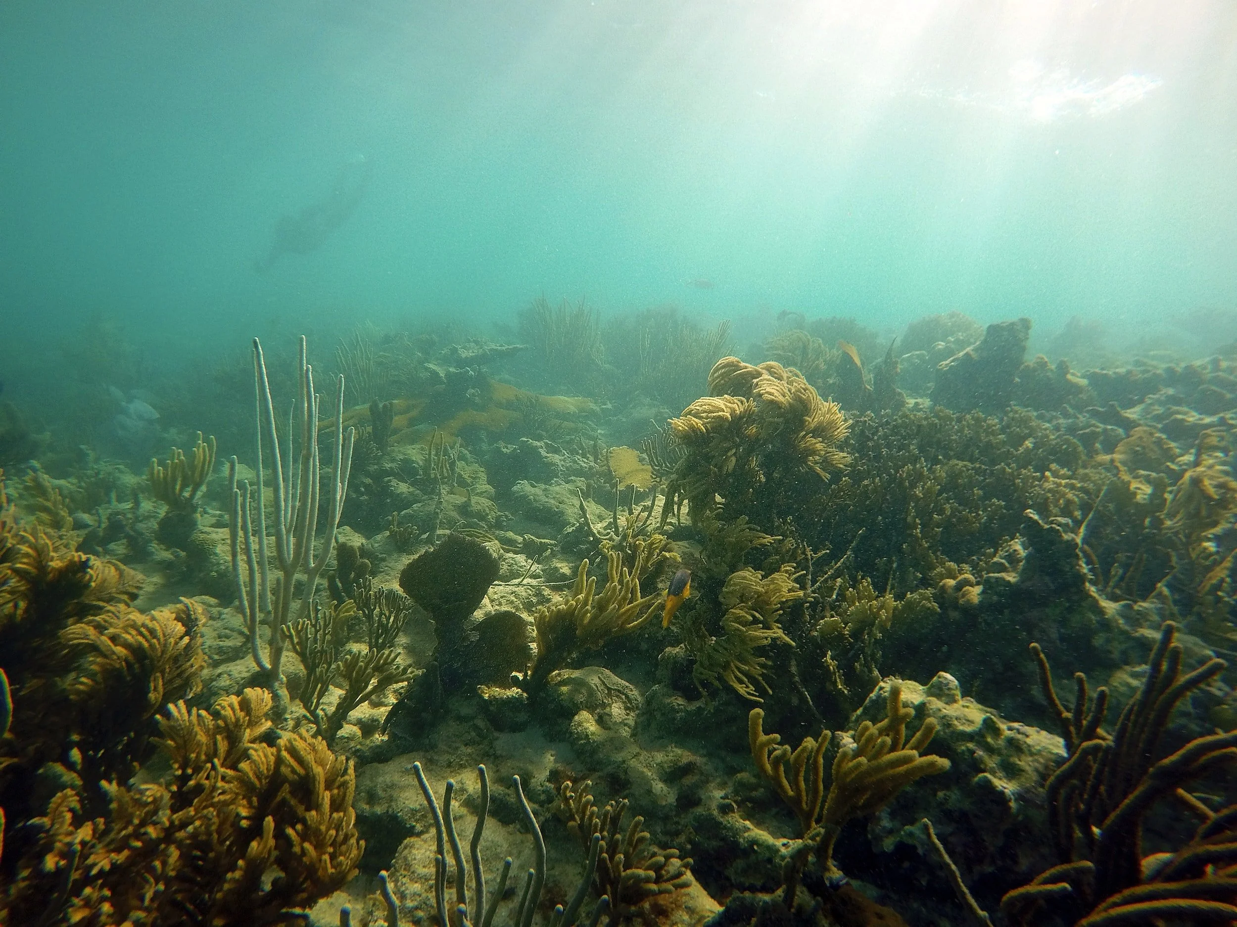 Pa'Ti Mar | Coral Reef Restoration & Marine Education & Ocean ...