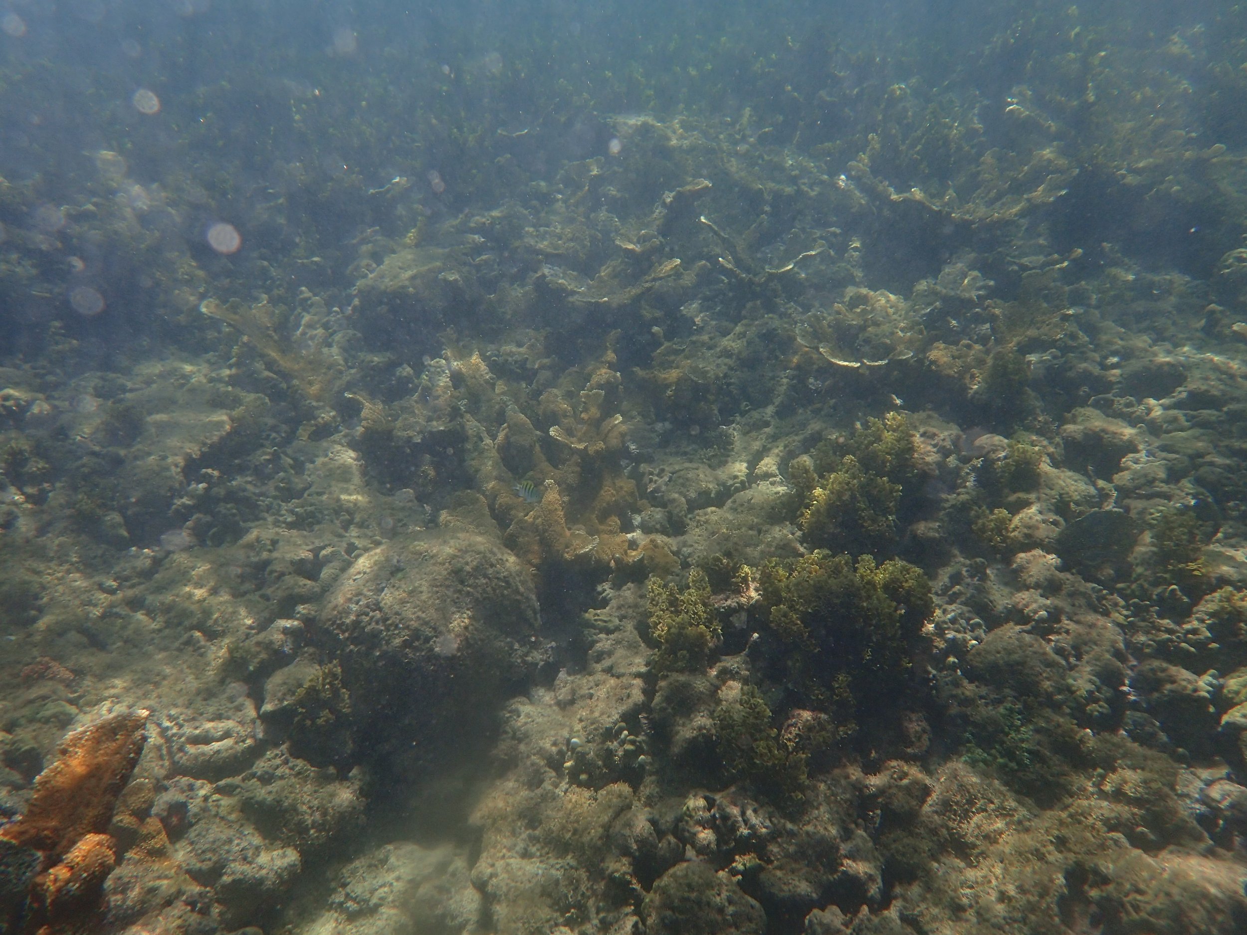 Pa'Ti Mar | Coral Reef Restoration & Marine Education & Ocean ...