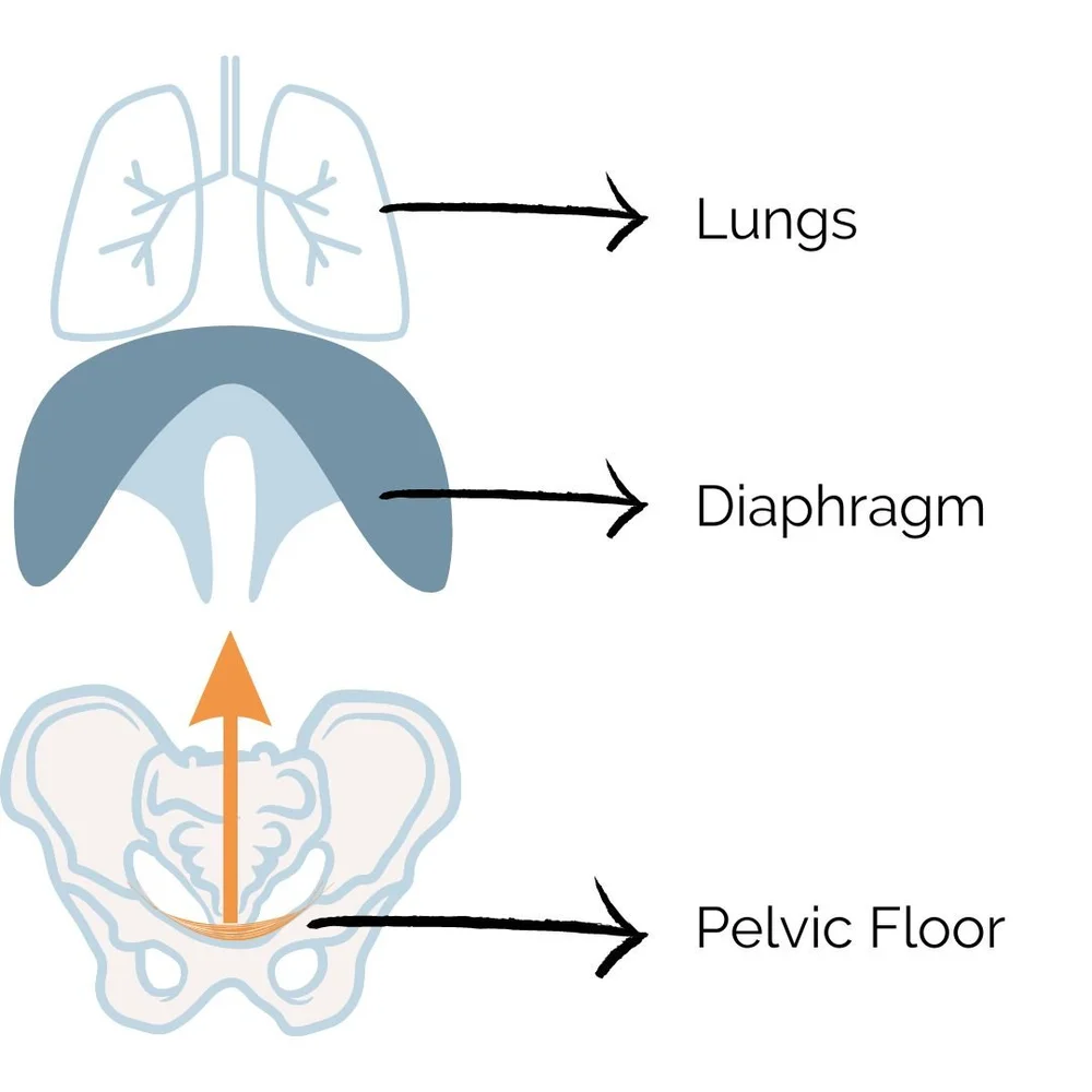 A Holistic Guide to Pelvic Floor Basics — Kim West Wellness Website
