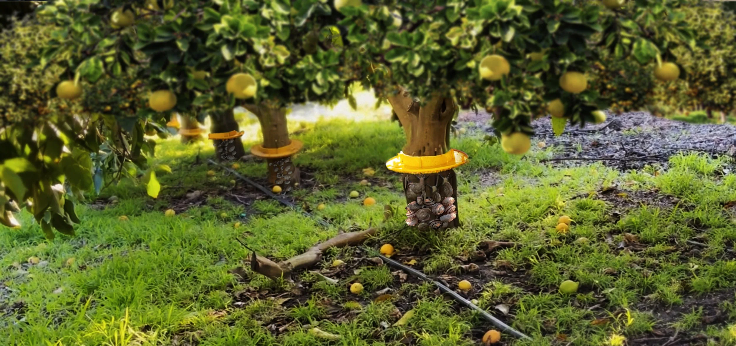 Organic Snail And Slug Control