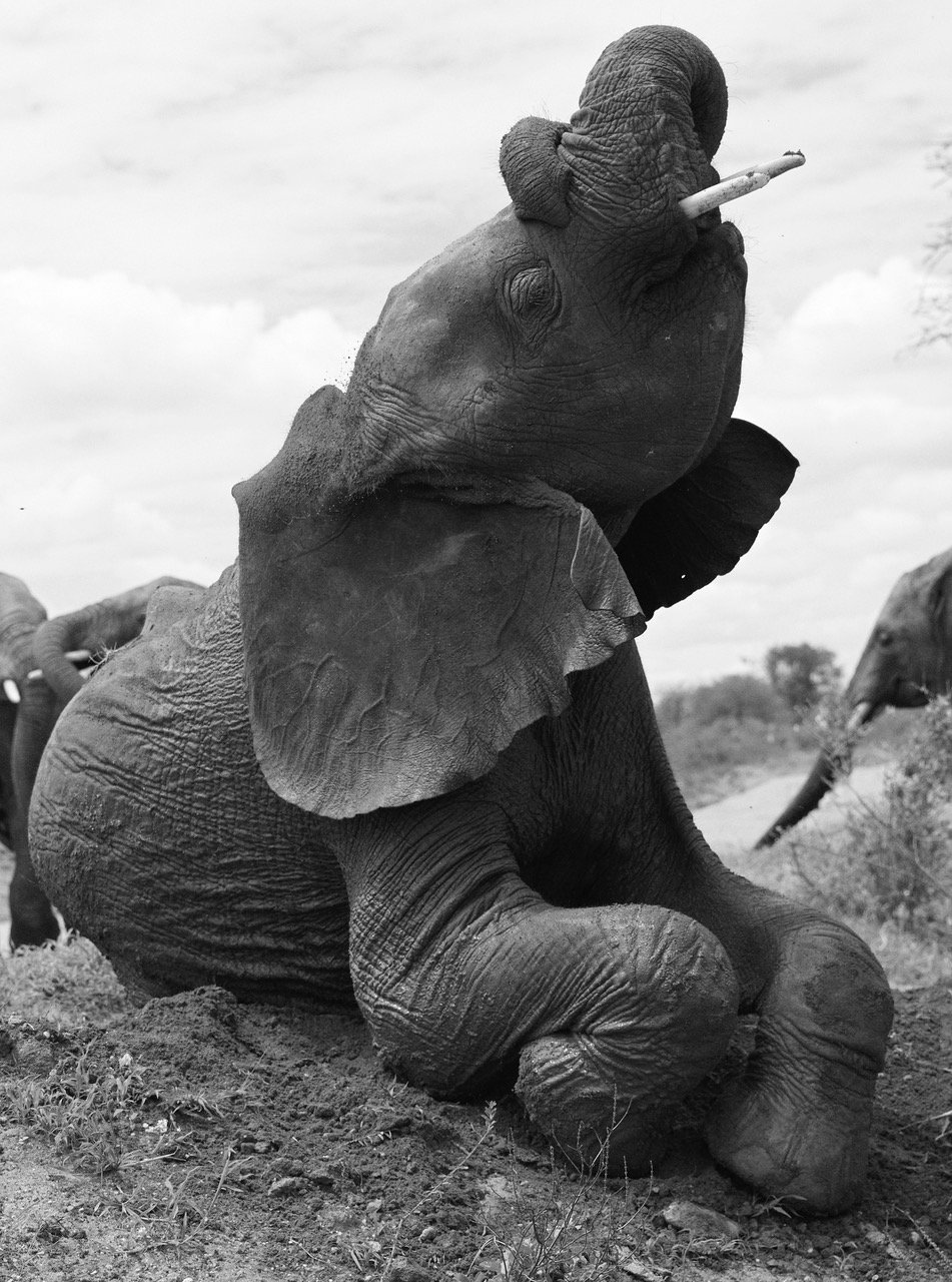 Sheldrick Wildlife Trust — RICHARD PHIBBS FINE ART