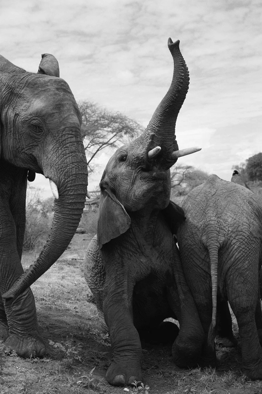 Sheldrick Wildlife Trust — RICHARD PHIBBS FINE ART