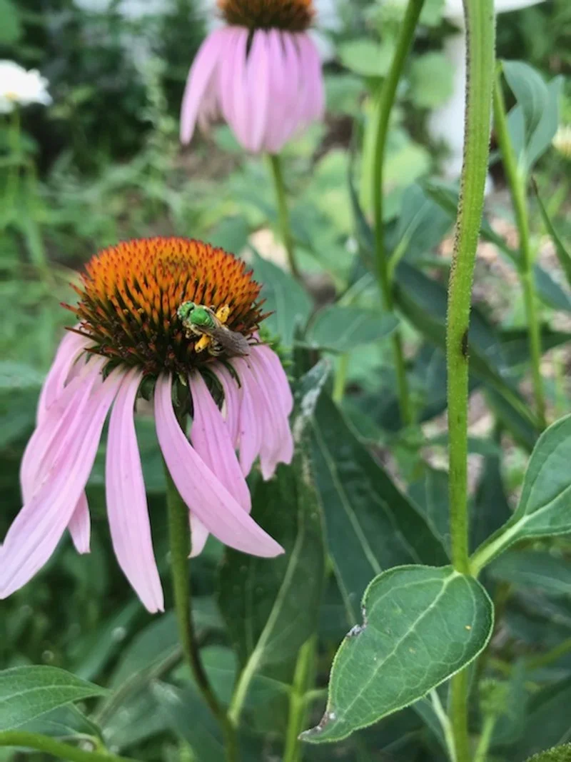 Farm Store — Clover Bee Farm