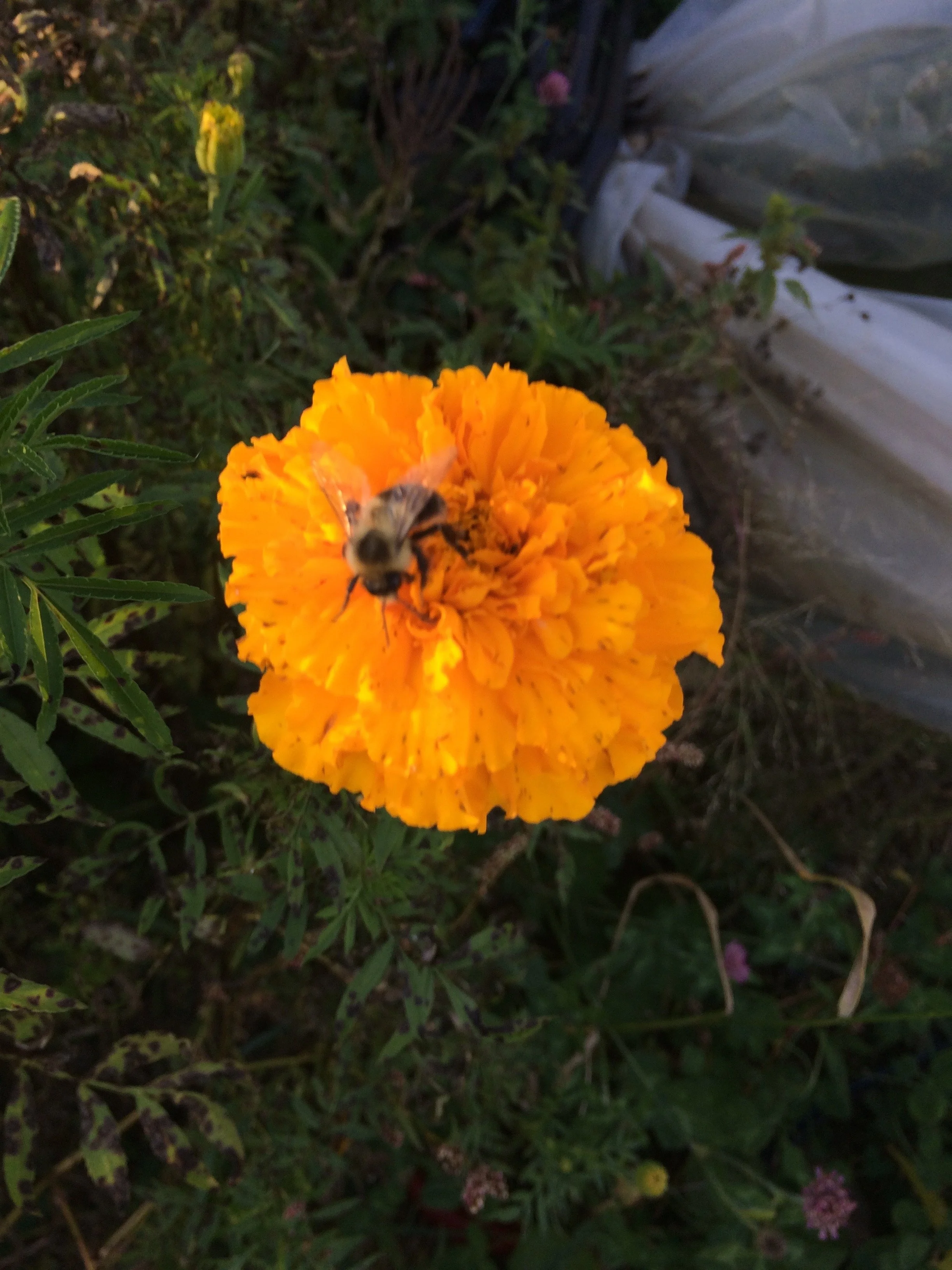 Farm Store — Clover Bee Farm