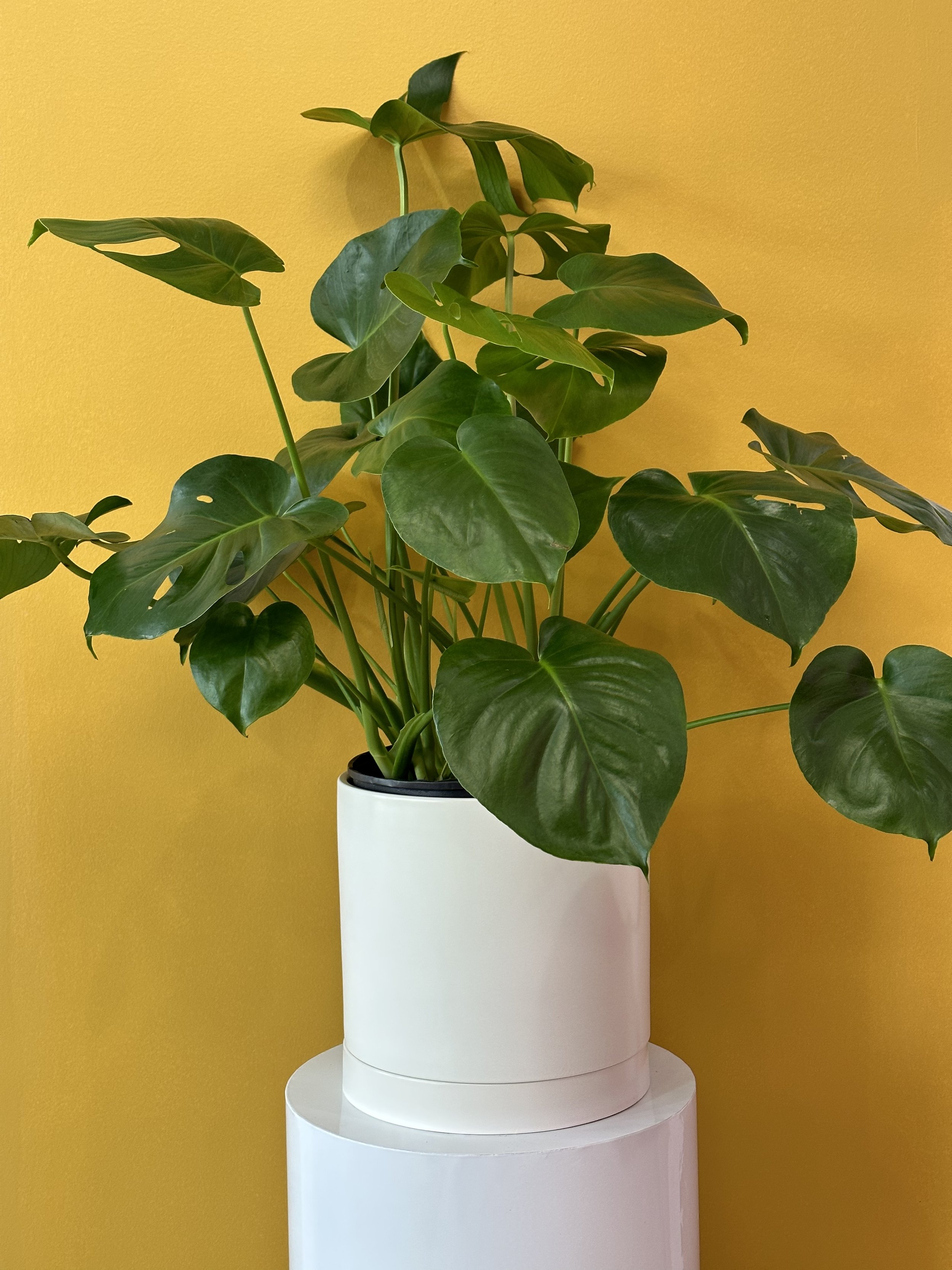 Flower Delivery | Houseplants | Gifts